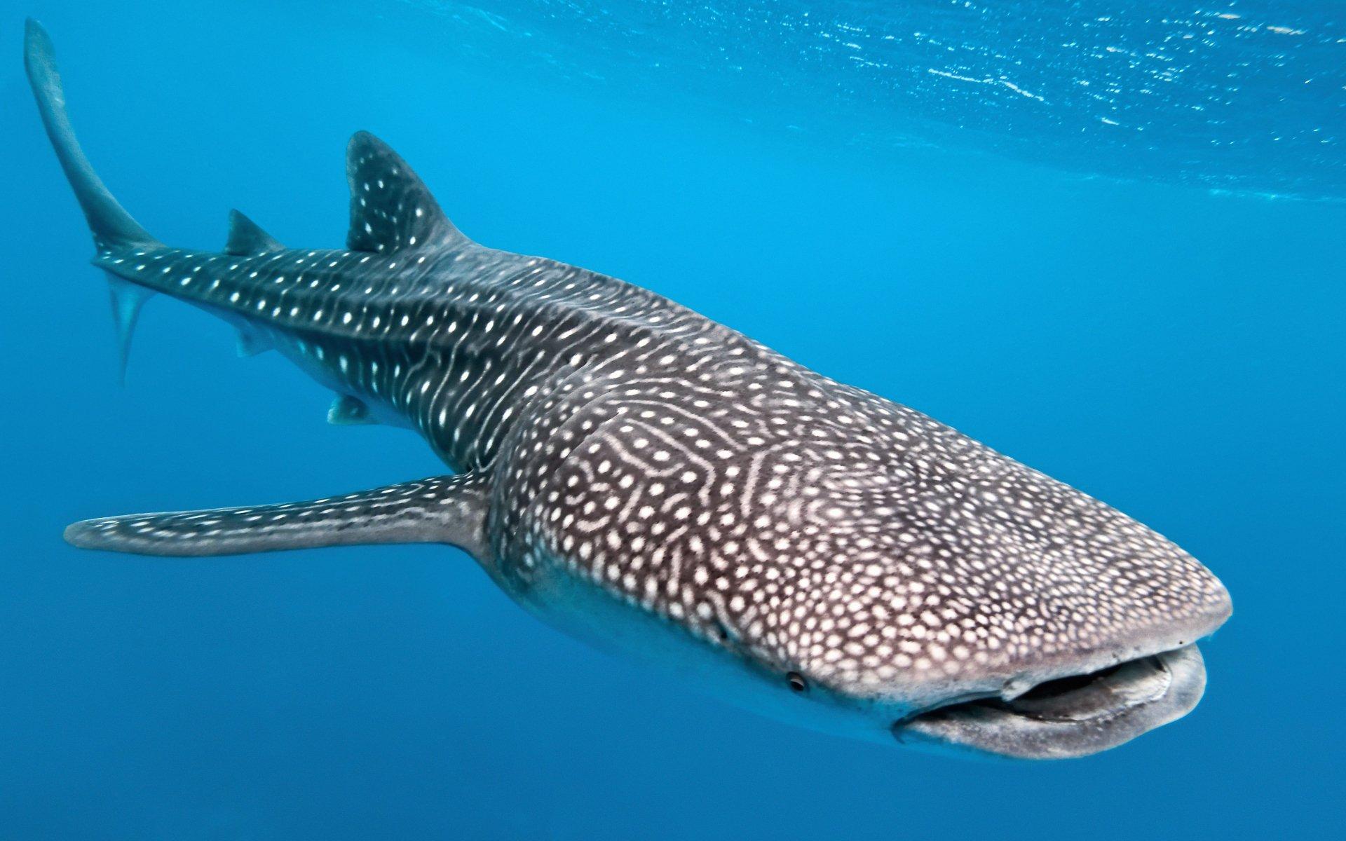Whale Shark 4K Wallpapers - Top Free Whale Shark 4K Backgrounds ...