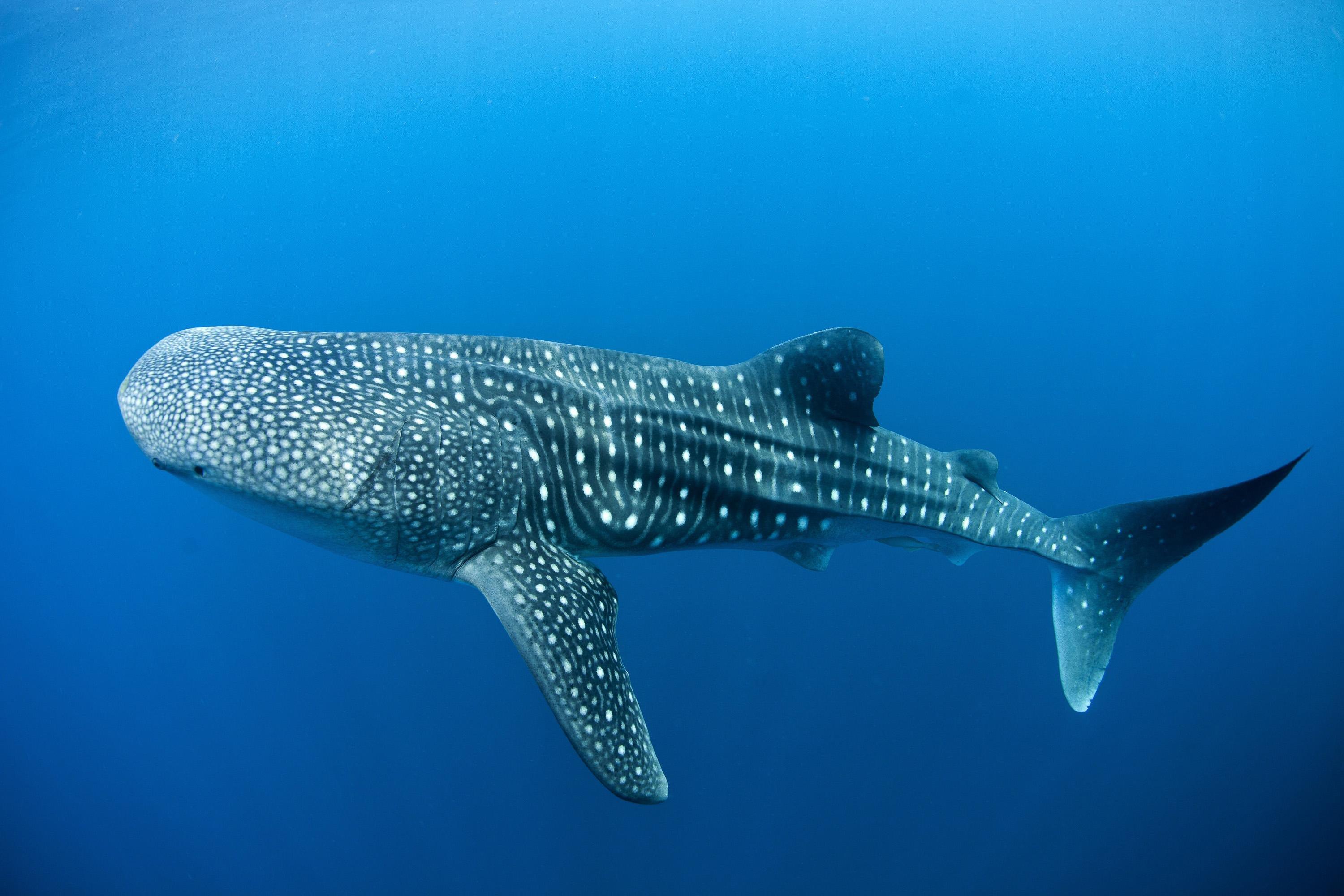 Whale Shark 4K Wallpapers - Top Free Whale Shark 4K Backgrounds ...