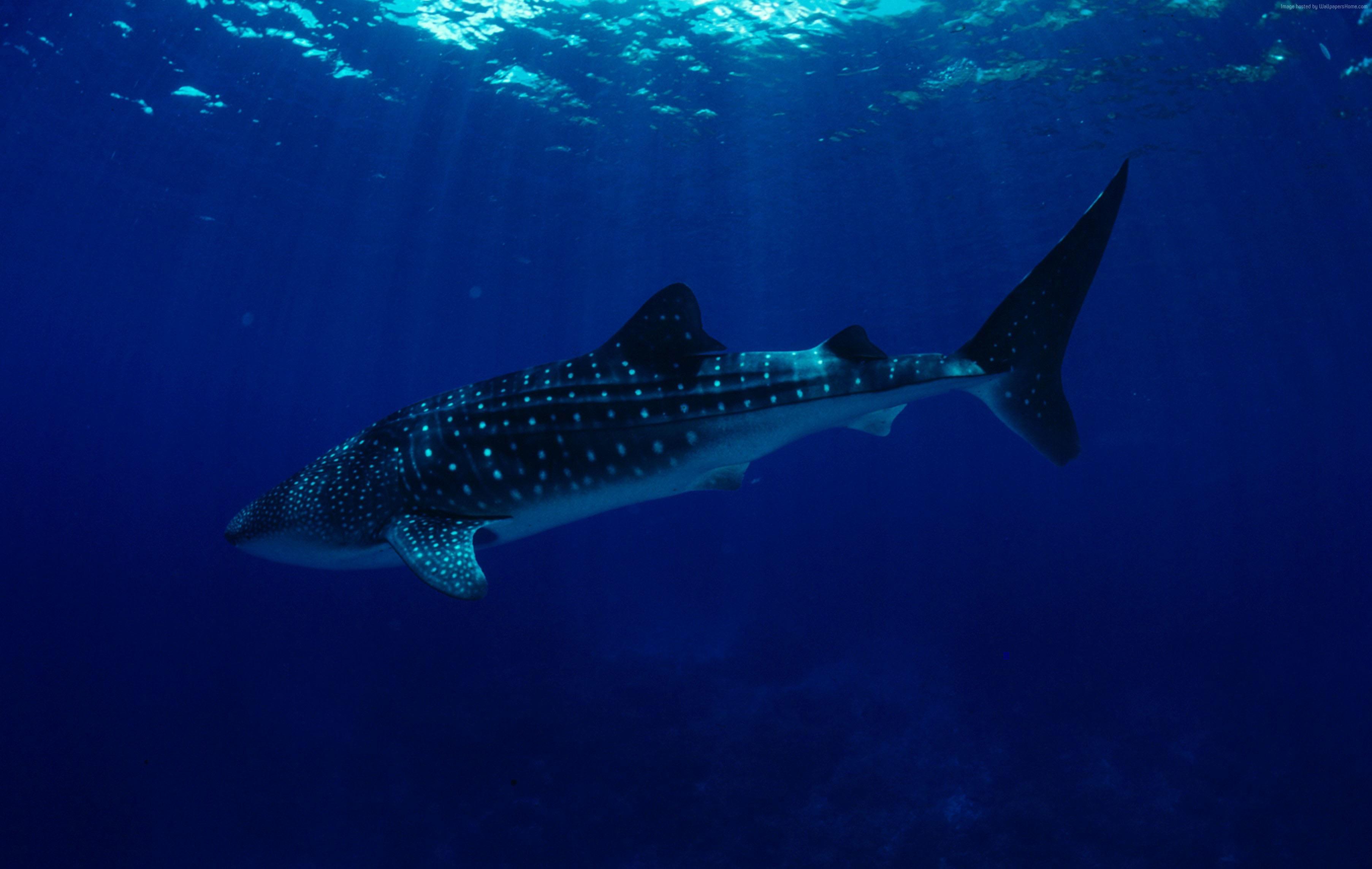 Whale Shark 4k Wallpapers Top Free Whale Shark 4k Backgrounds