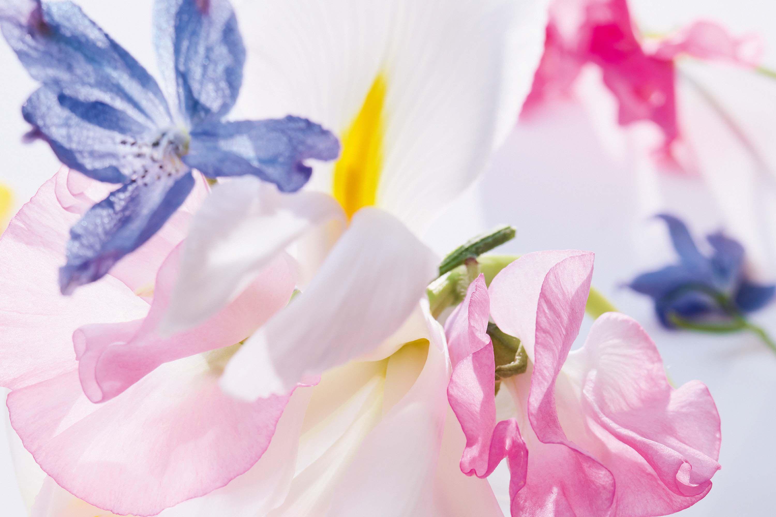 Dior Flower Wallpapers - Top Free Dior Flower Backgrounds - WallpaperAccess