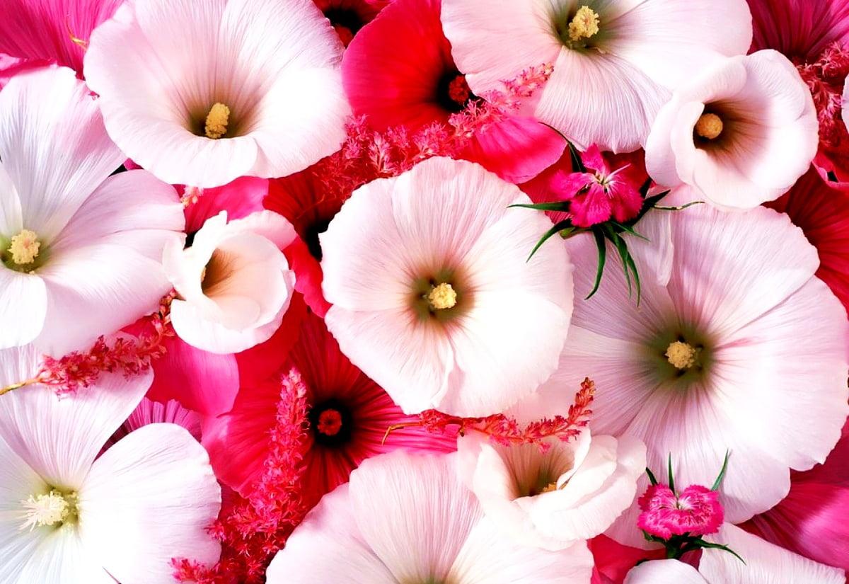 Dior Flower Wallpapers - Top Free Dior Flower Backgrounds - WallpaperAccess