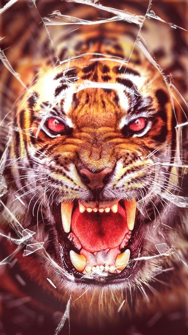Roaring Tiger Head Wallpapers - Top Free Roaring Tiger Head Backgrounds ...
