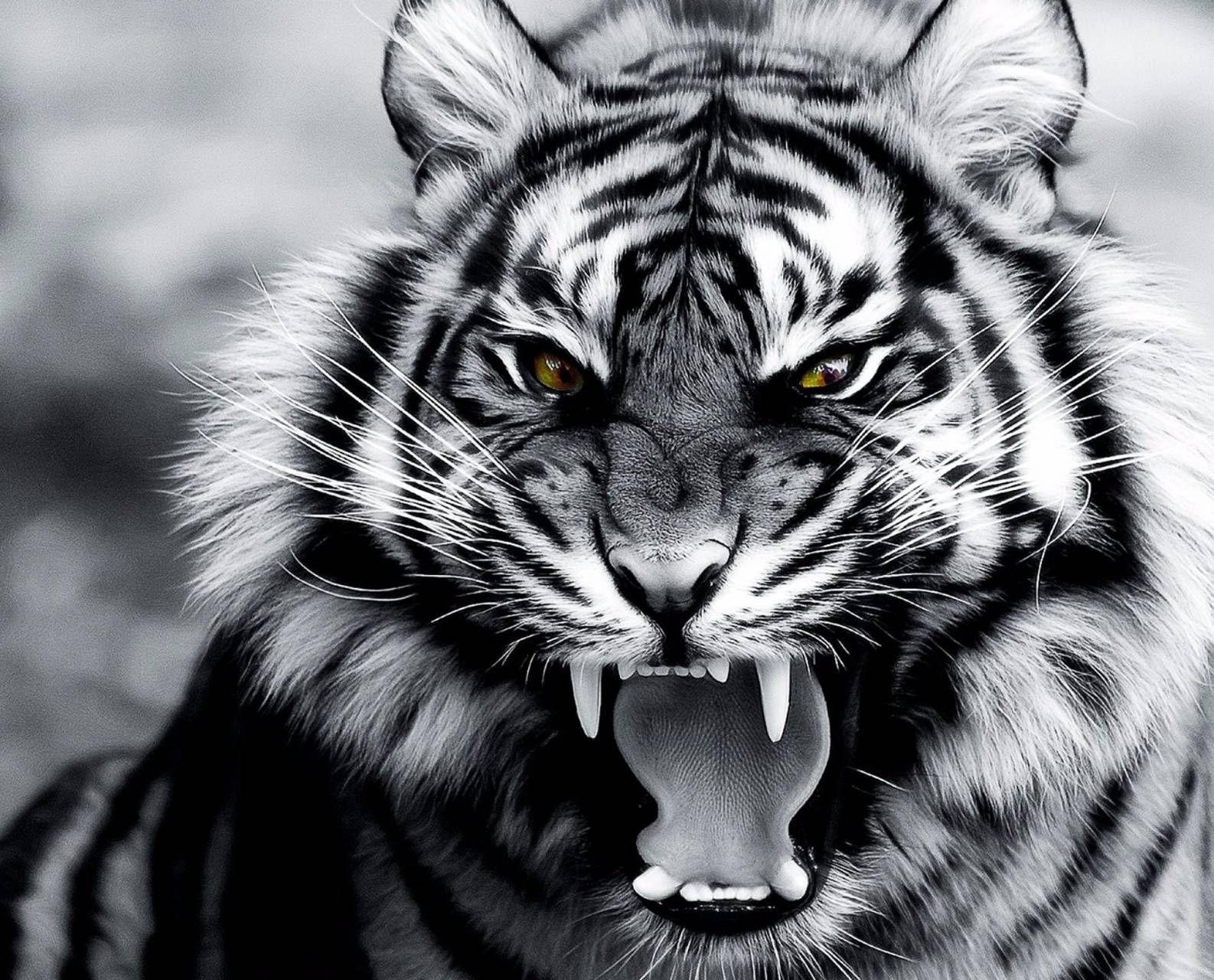 Roaring Tiger Head Wallpapers - Top Free Roaring Tiger Head Backgrounds ...
