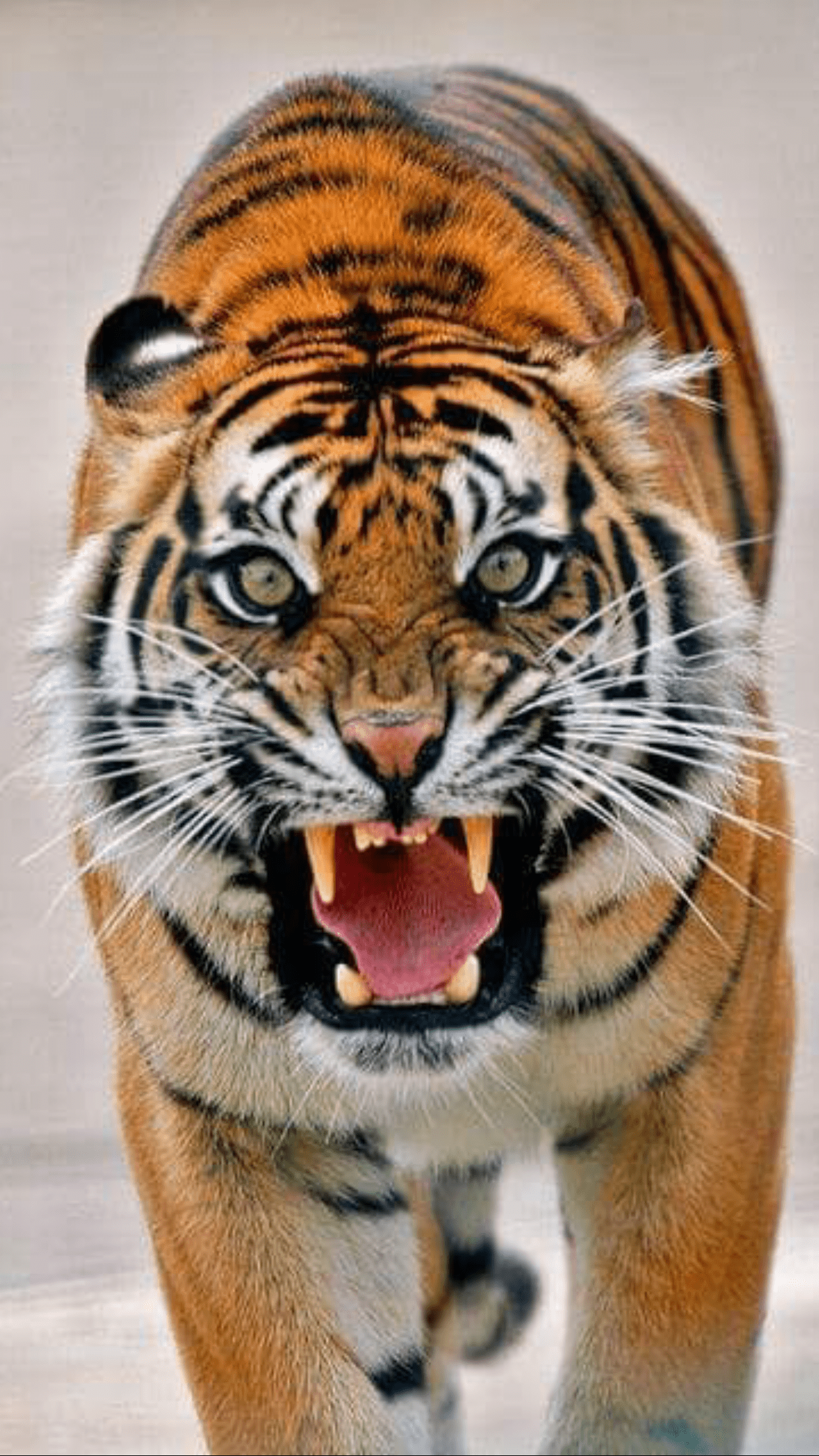 Roaring Tiger Head Wallpapers - Top Free Roaring Tiger Head Backgrounds - WallpaperAccess