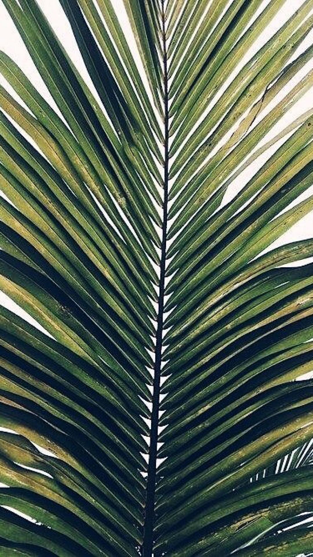 iPhone Palm Wallpapers - Top Free iPhone Palm Backgrounds - WallpaperAccess