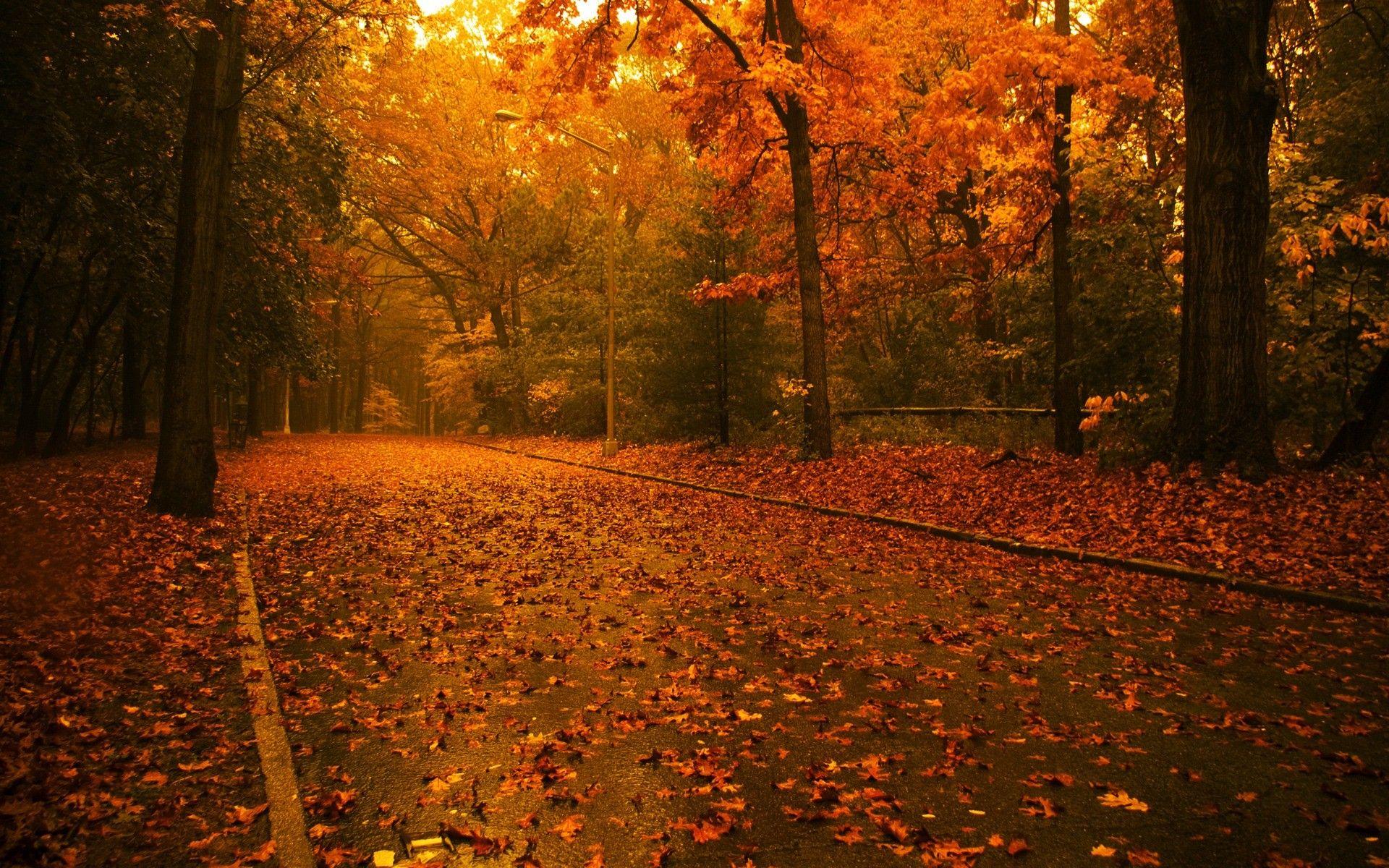 Autumn Fire Wallpapers - Top Free Autumn Fire Backgrounds - WallpaperAccess