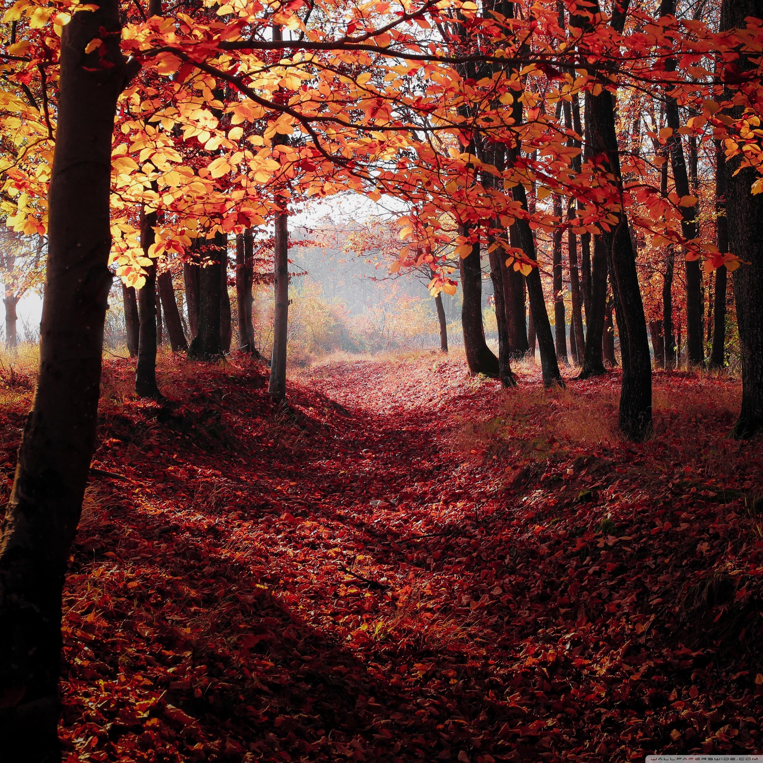Autumn Fire Wallpapers - Top Free Autumn Fire Backgrounds - WallpaperAccess
