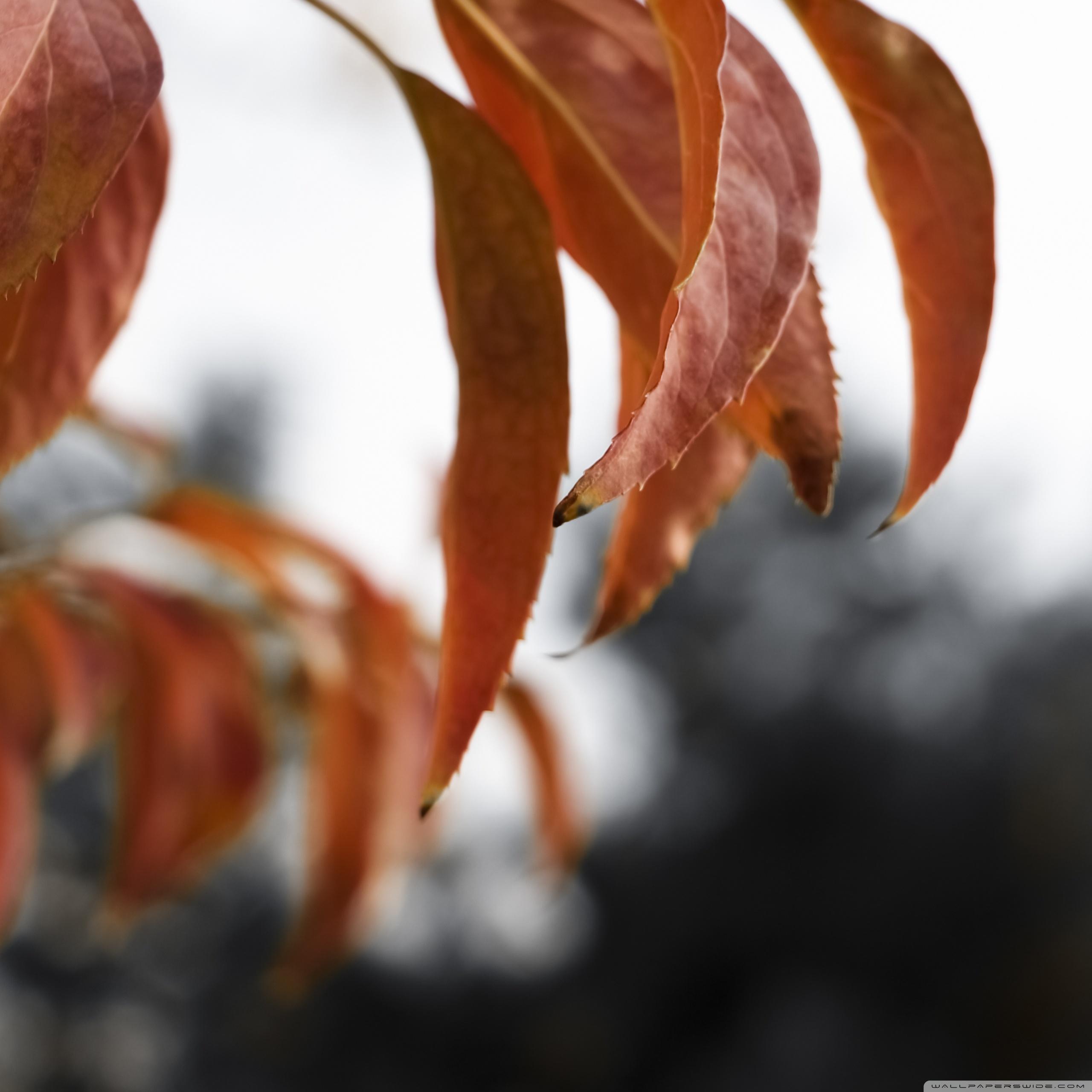 Autumn Fire Wallpapers - Top Free Autumn Fire Backgrounds - WallpaperAccess