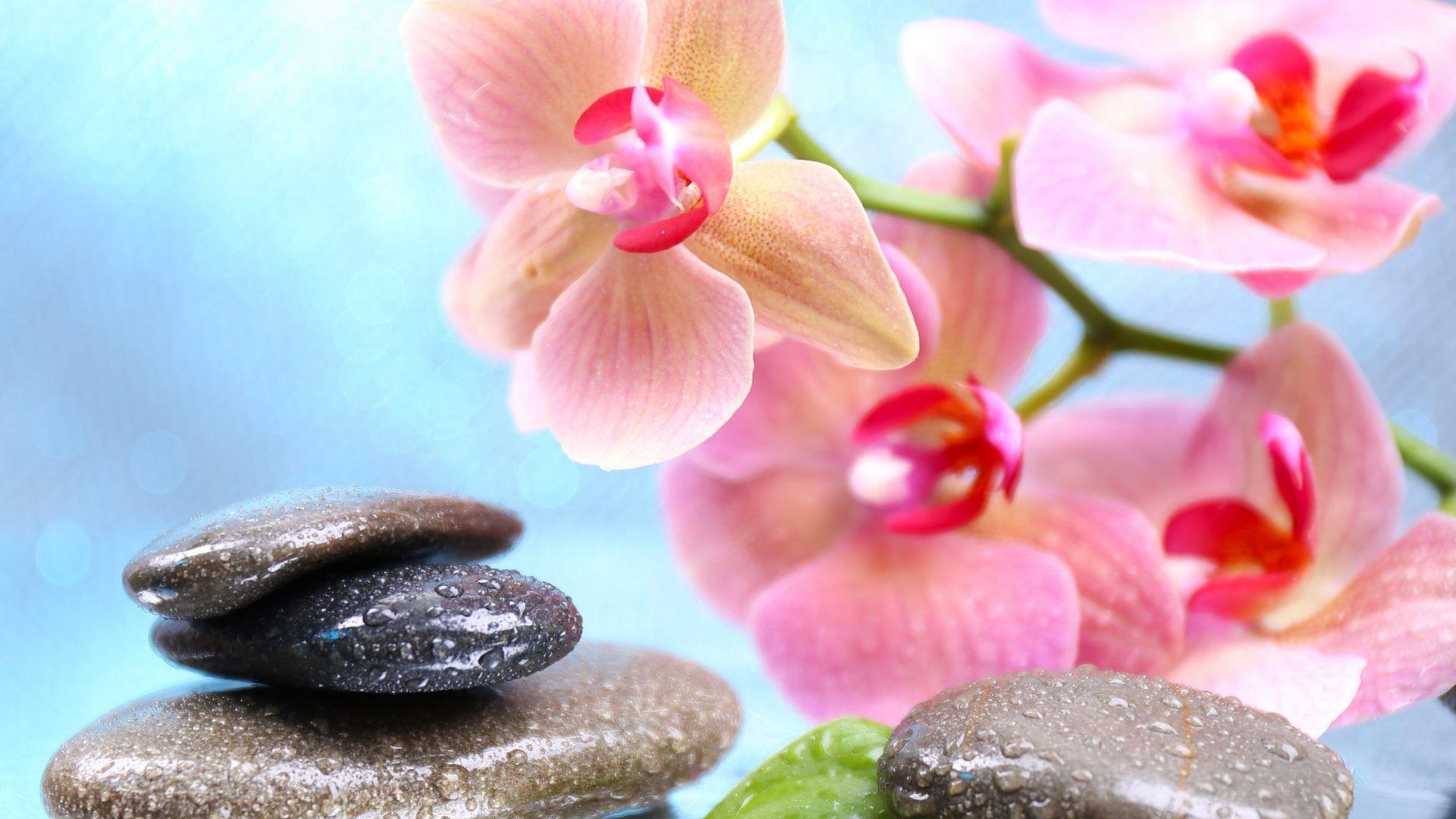 Spa Orchids Wallpapers - Top Free Spa Orchids Backgrounds - WallpaperAccess