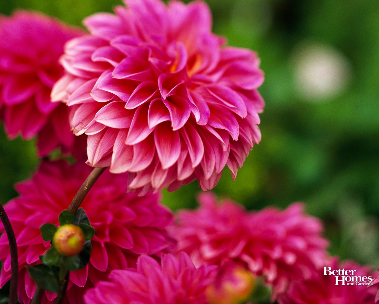 Spring Love Desktop Wallpapers - Top Free Spring Love Desktop ...