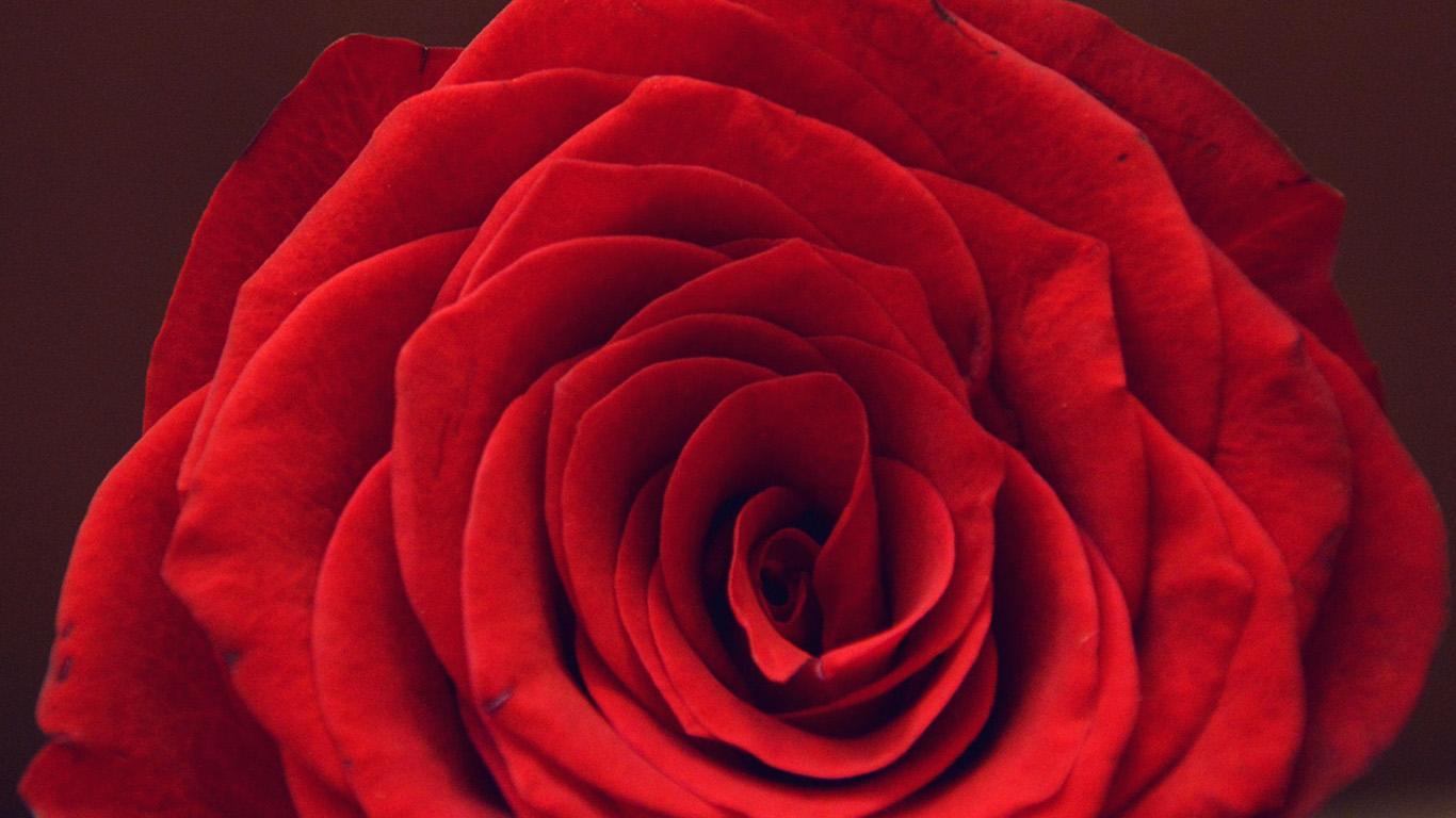 Spring Love Desktop Wallpapers - Top Free Spring Love Desktop ...