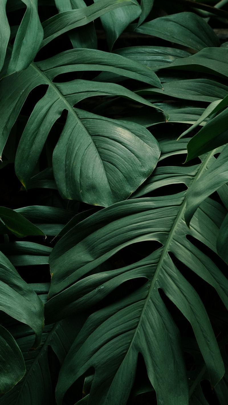 Monstera iPhone Wallpapers - Top Free Monstera iPhone Backgrounds ...