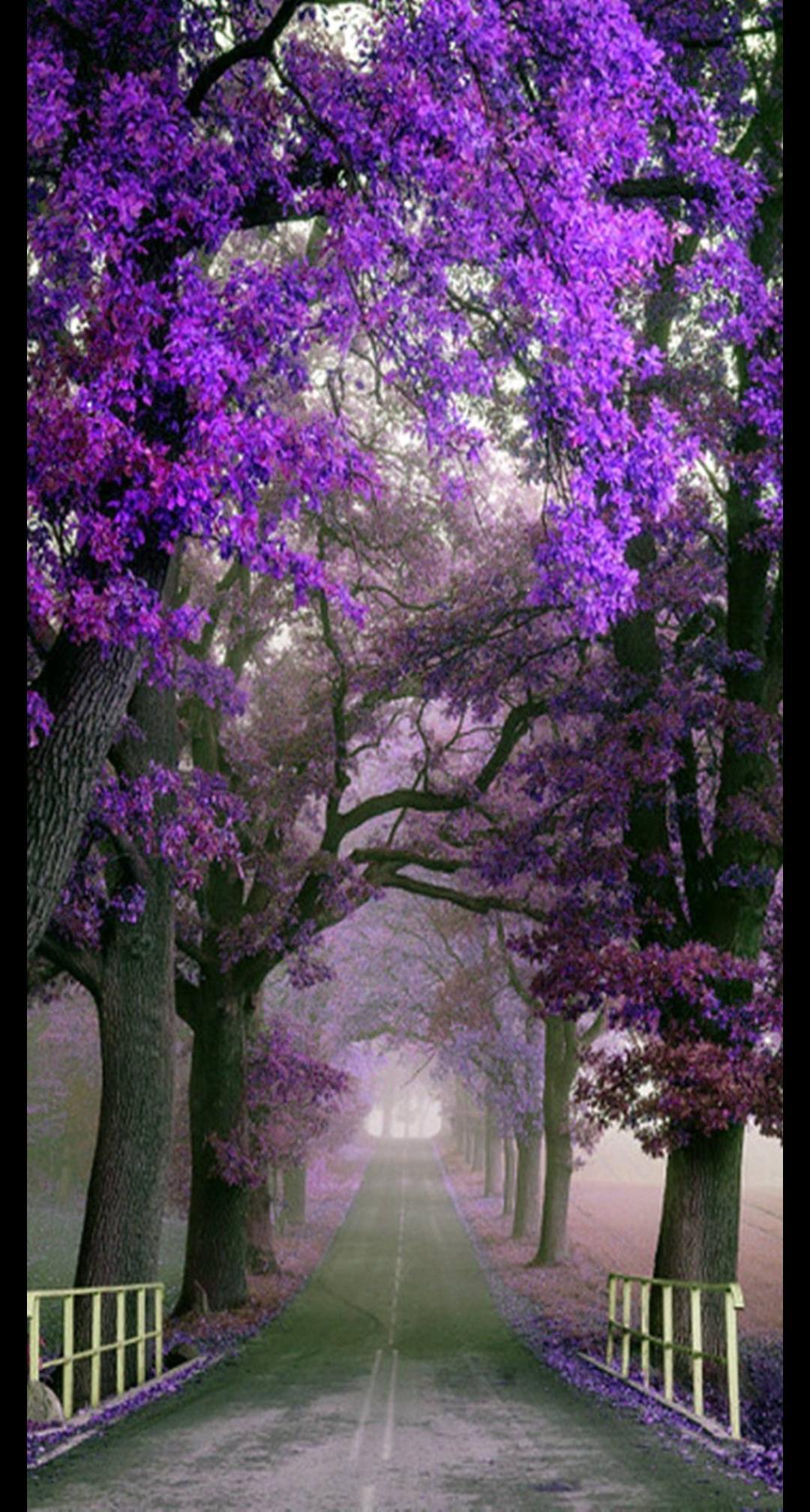 Spring Louisiana Wallpapers - Top Free Spring Louisiana Backgrounds ...