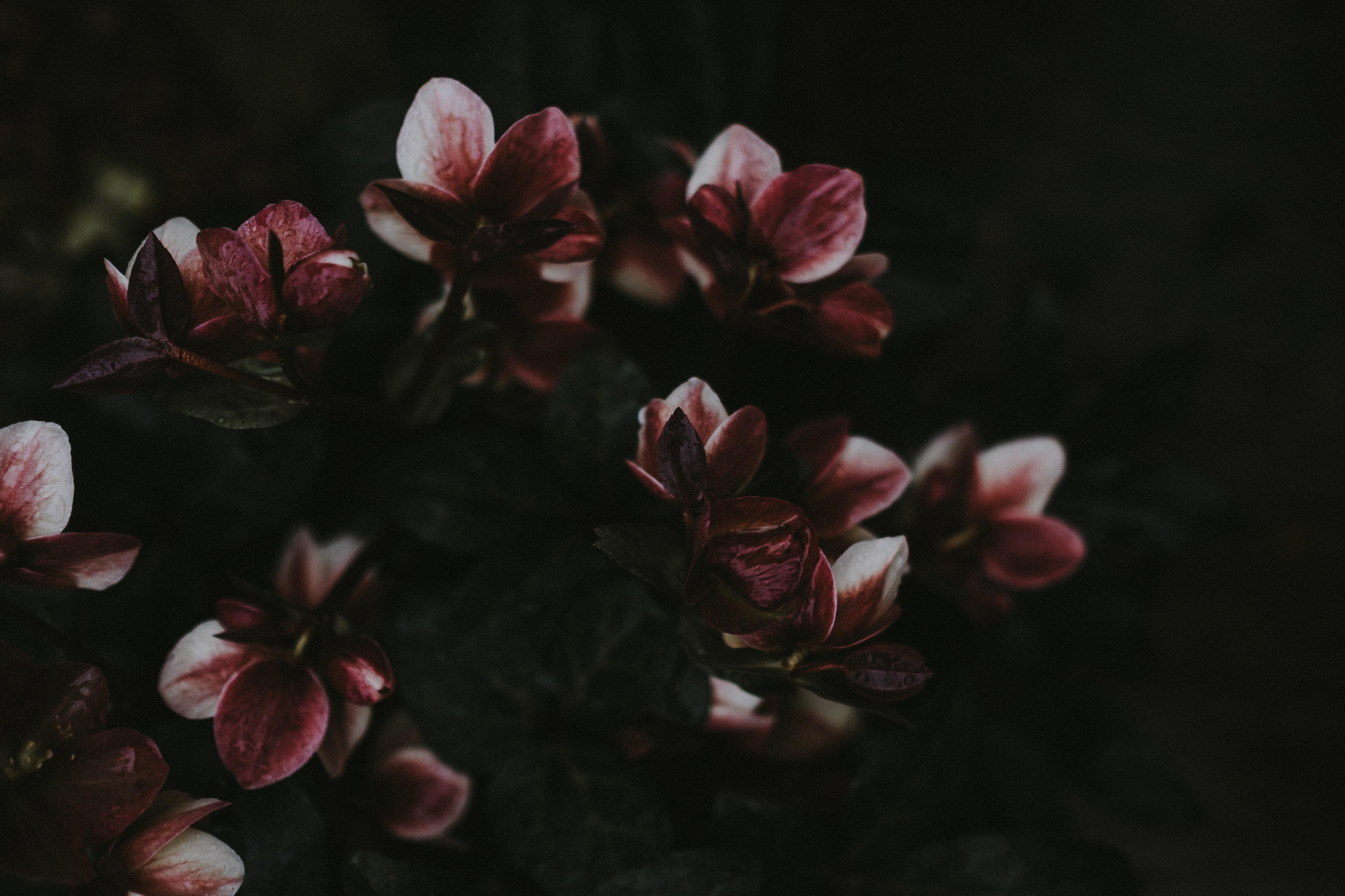 Dark Spring Wallpapers - Top Free Dark Spring Backgrounds - WallpaperAccess
