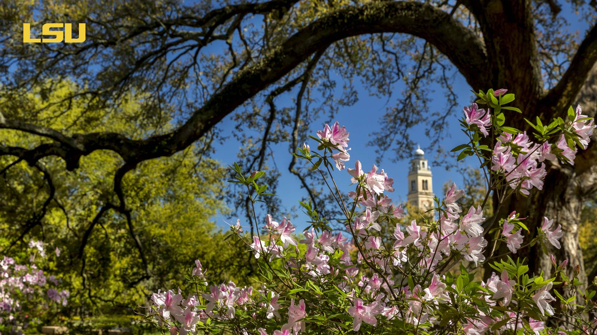 Spring Louisiana Wallpapers - Top Free Spring Louisiana Backgrounds ...