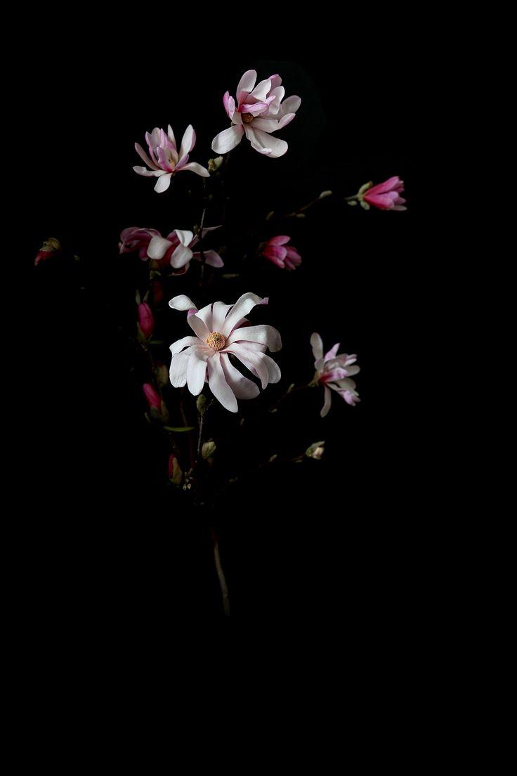 Dark Spring Wallpapers - Top Free Dark Spring Backgrounds - WallpaperAccess