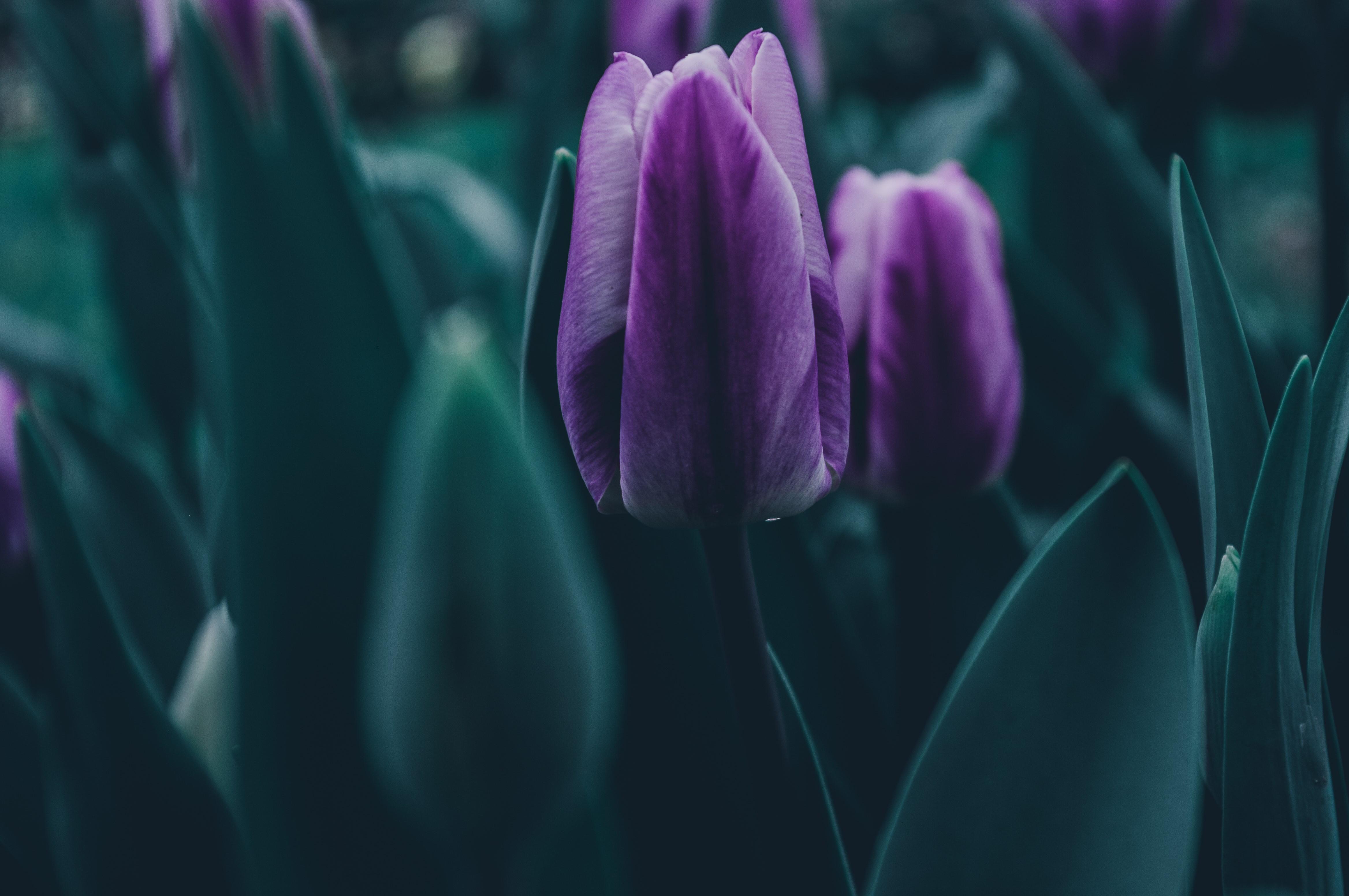 Dark Spring Wallpapers - Top Free Dark Spring Backgrounds - WallpaperAccess