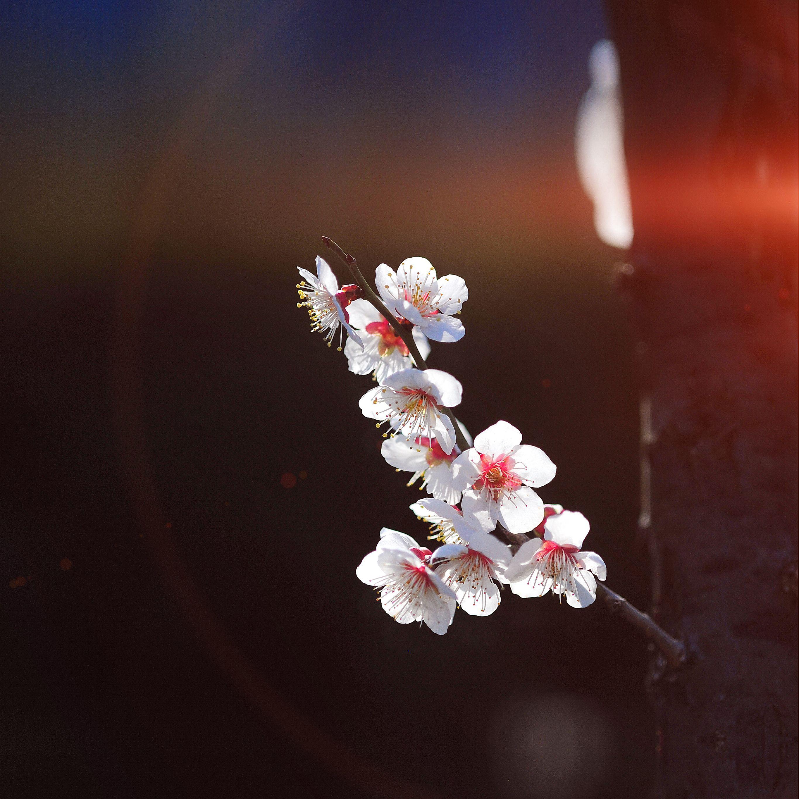 Dark Spring Wallpapers - Top Free Dark Spring Backgrounds - WallpaperAccess