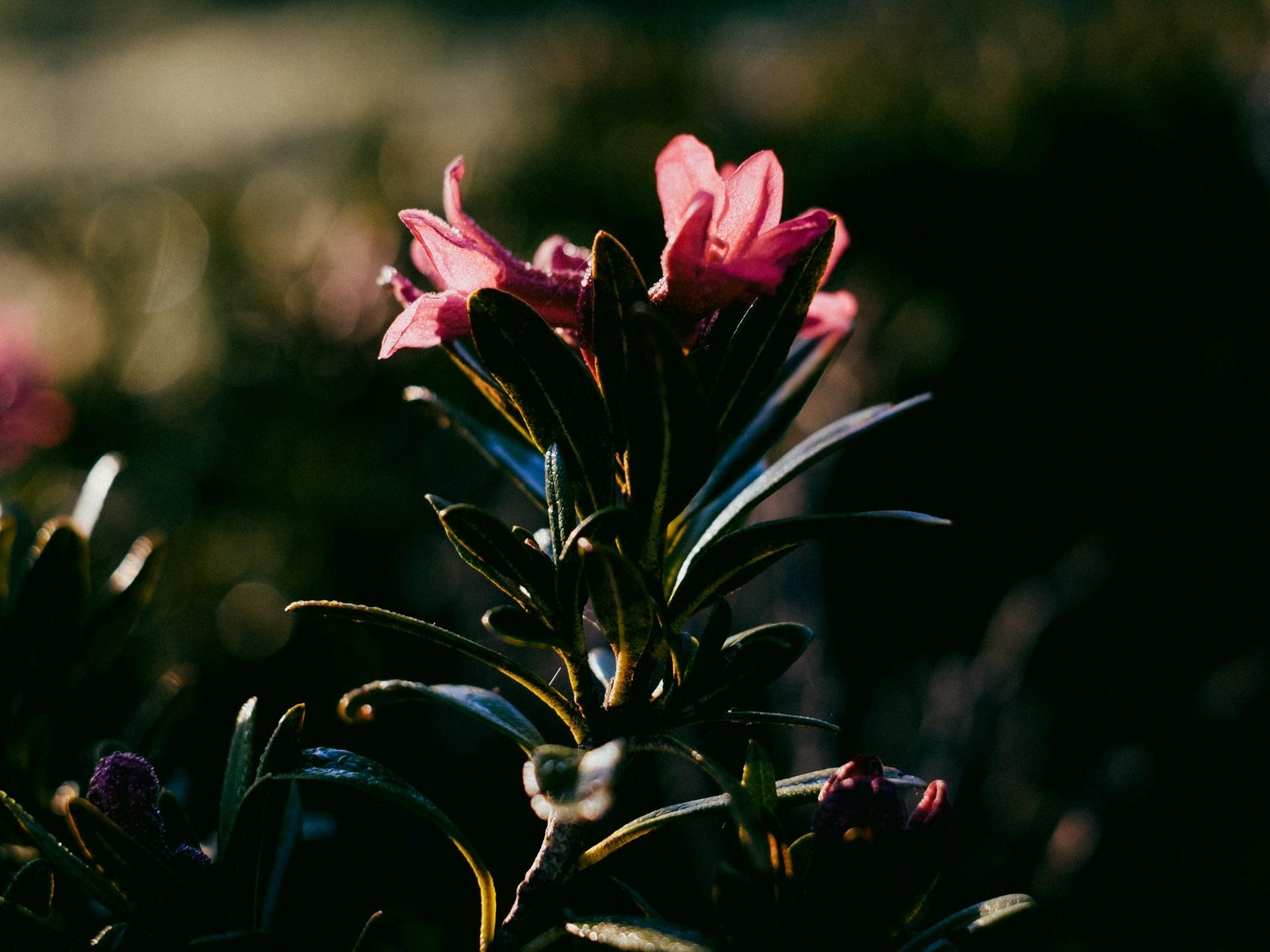 Dark Spring Wallpapers - Top Free Dark Spring Backgrounds - WallpaperAccess