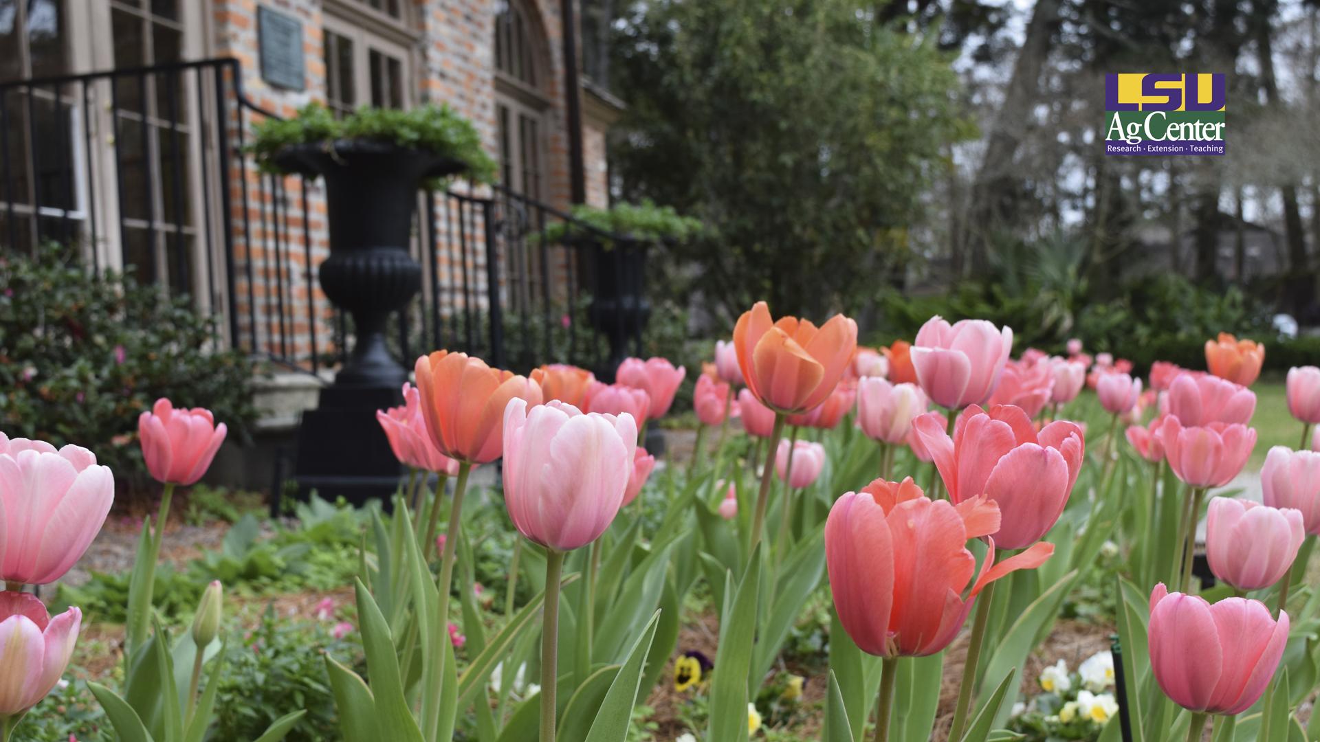 Spring Louisiana Wallpapers - Top Free Spring Louisiana Backgrounds ...