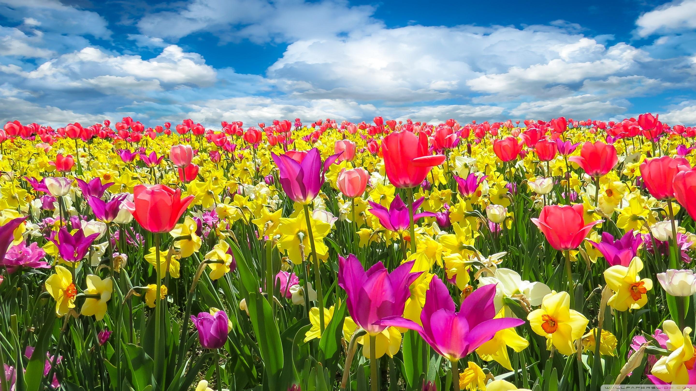 Spring Louisiana Wallpapers - Top Free Spring Louisiana Backgrounds ...