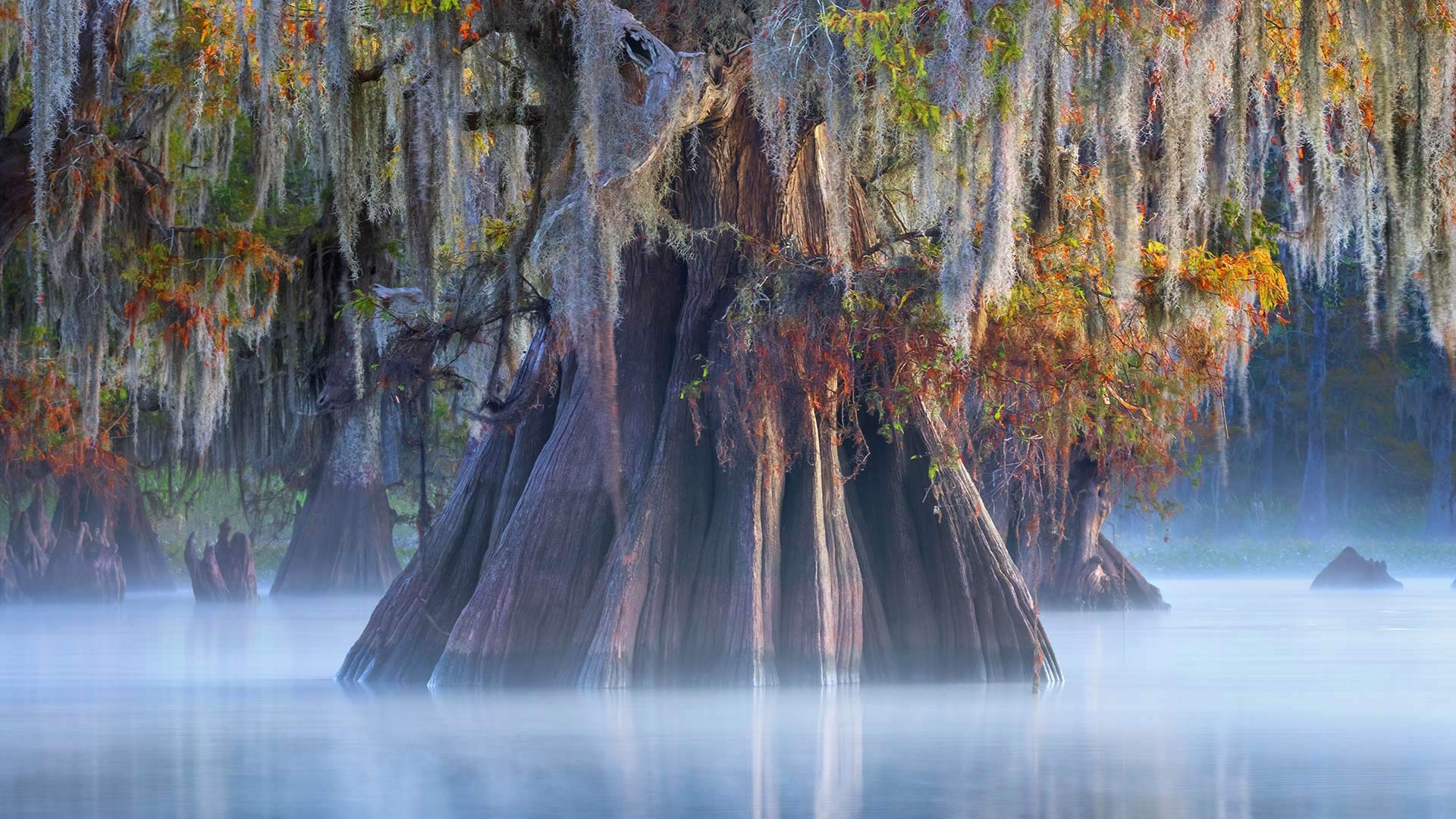 Louisiana Swamp Wallpapers - Top Free Louisiana Swamp Backgrounds ...