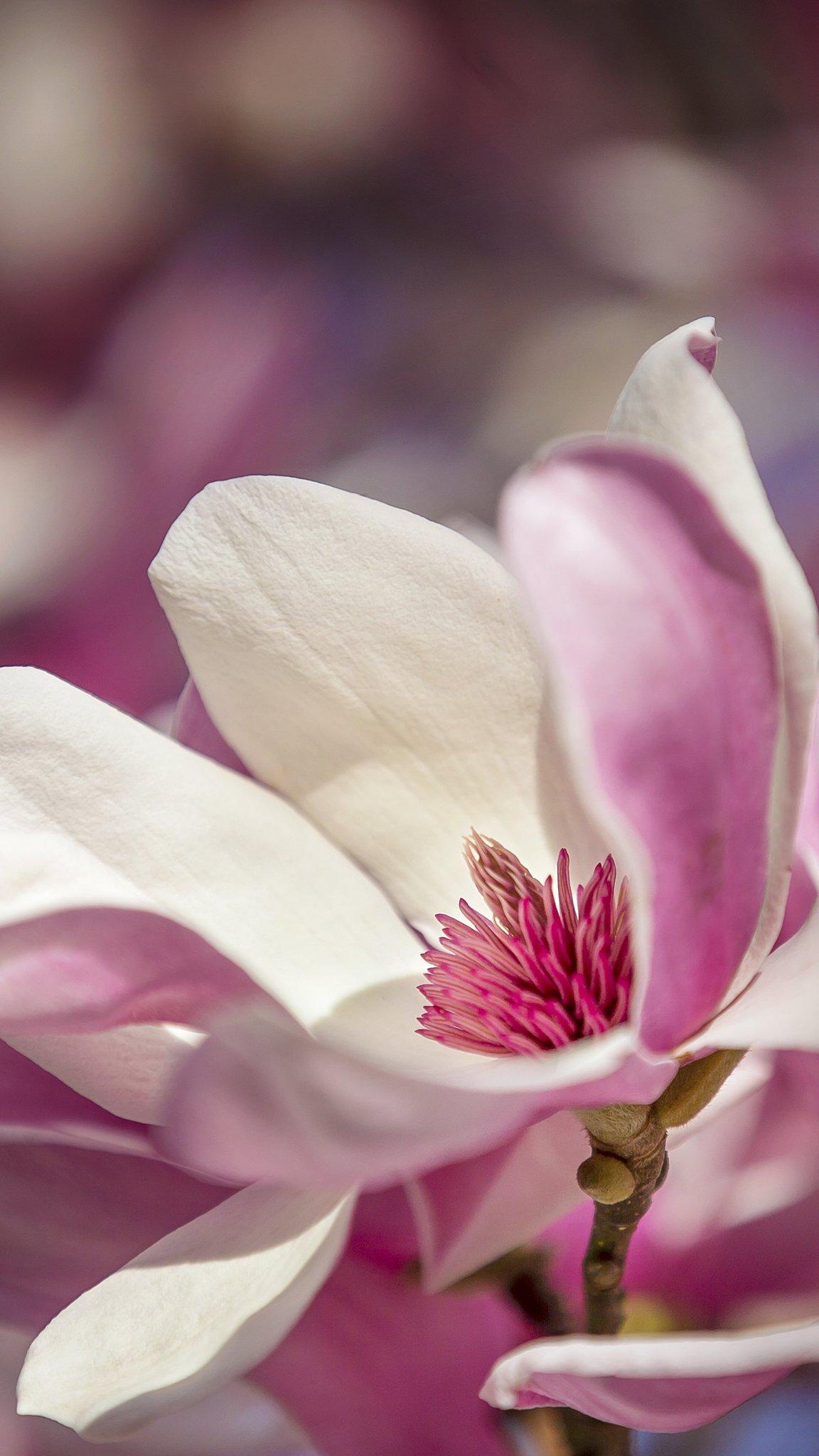 Spring Louisiana Wallpapers - Top Free Spring Louisiana Backgrounds ...