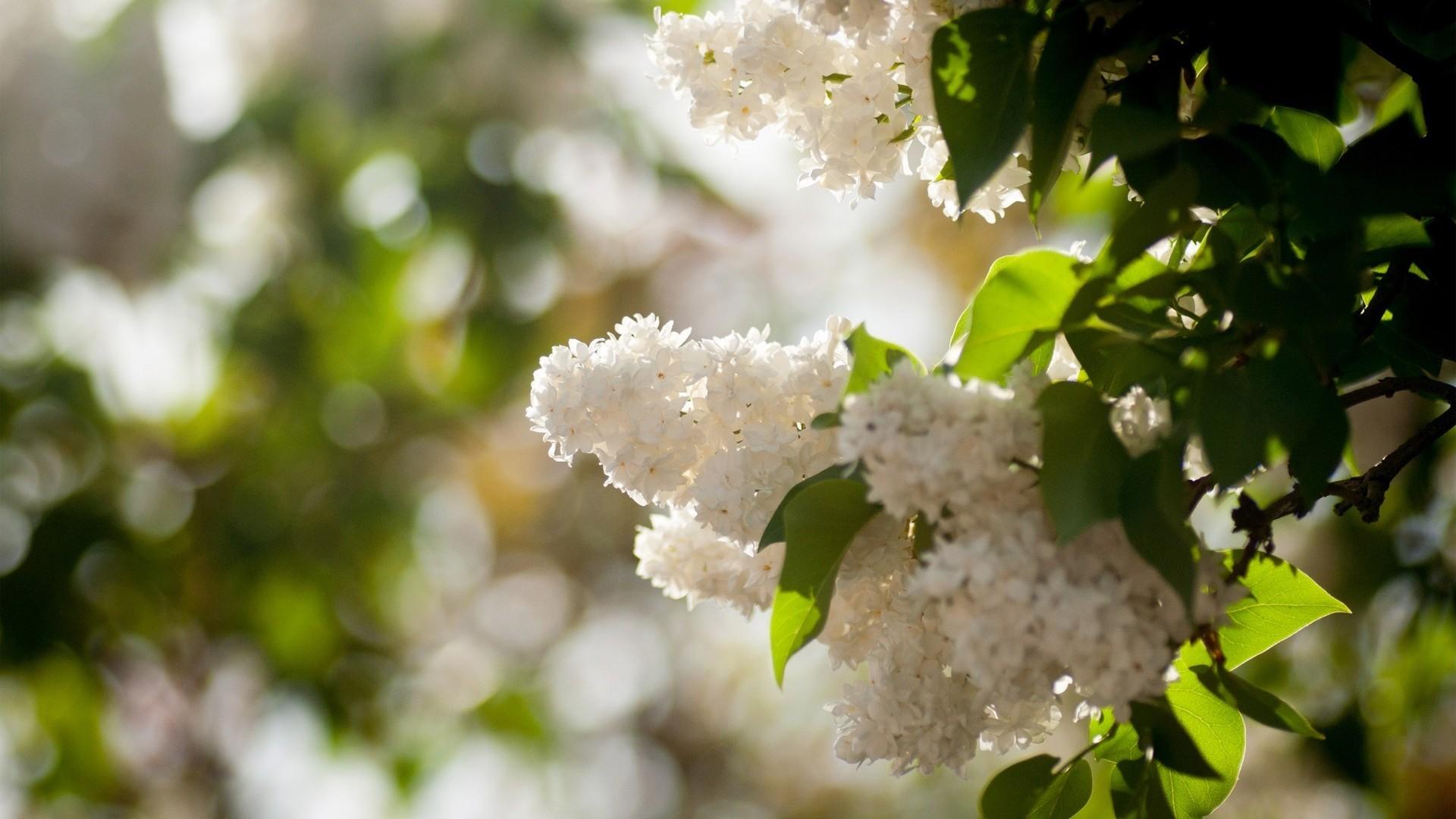 Spring Louisiana Wallpapers - Top Free Spring Louisiana Backgrounds ...