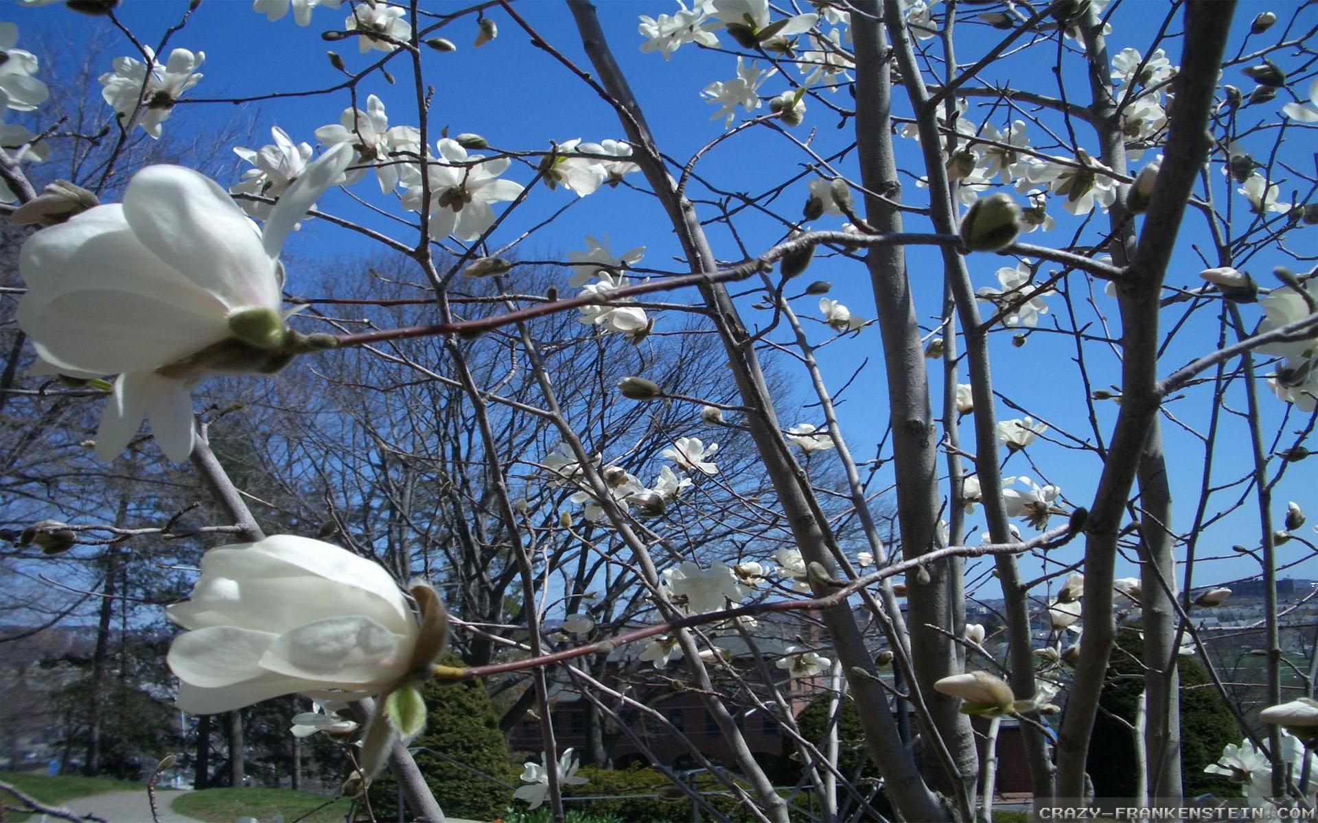 Spring Louisiana Wallpapers - Top Free Spring Louisiana Backgrounds ...