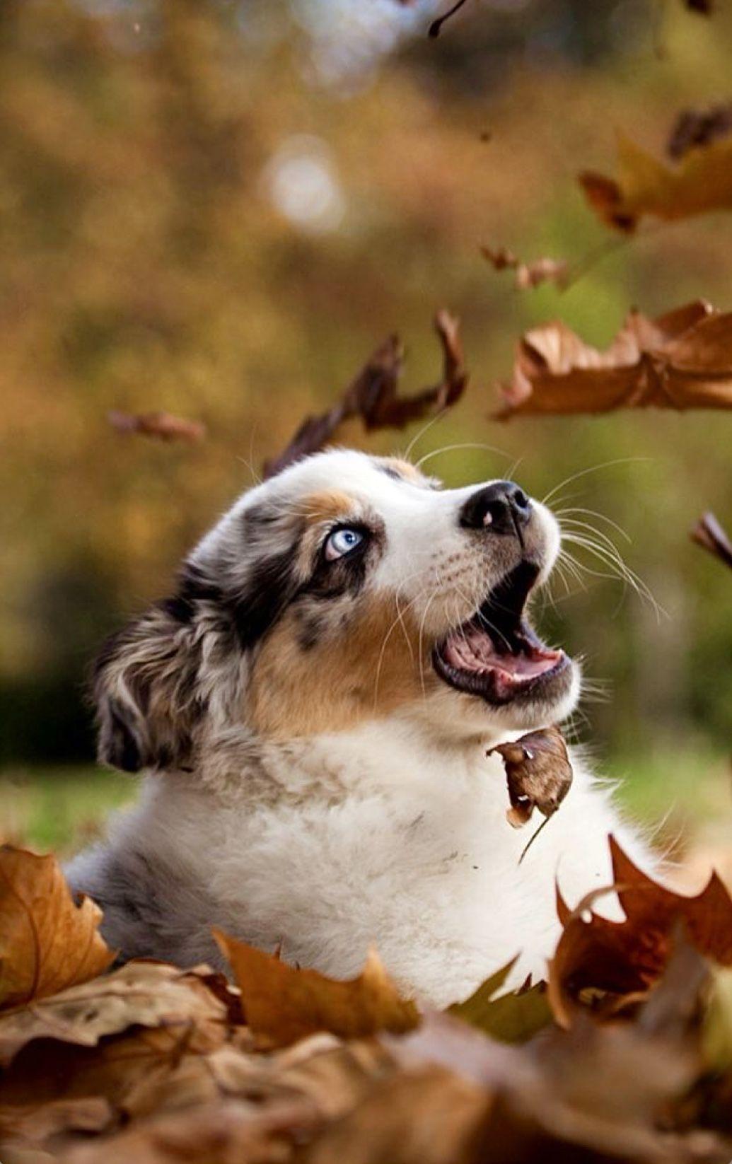 Autumn Puppy Wallpapers - Top Free Autumn Puppy Backgrounds ...
