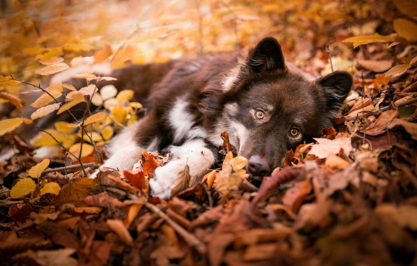 Autumn Puppy Wallpapers - Top Free Autumn Puppy Backgrounds ...