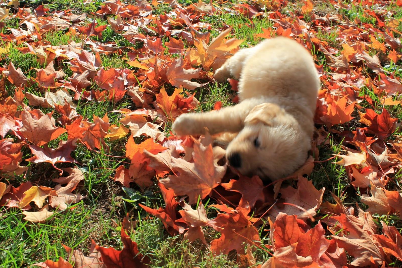 Autumn Puppy Wallpapers - Top Free Autumn Puppy Backgrounds ...