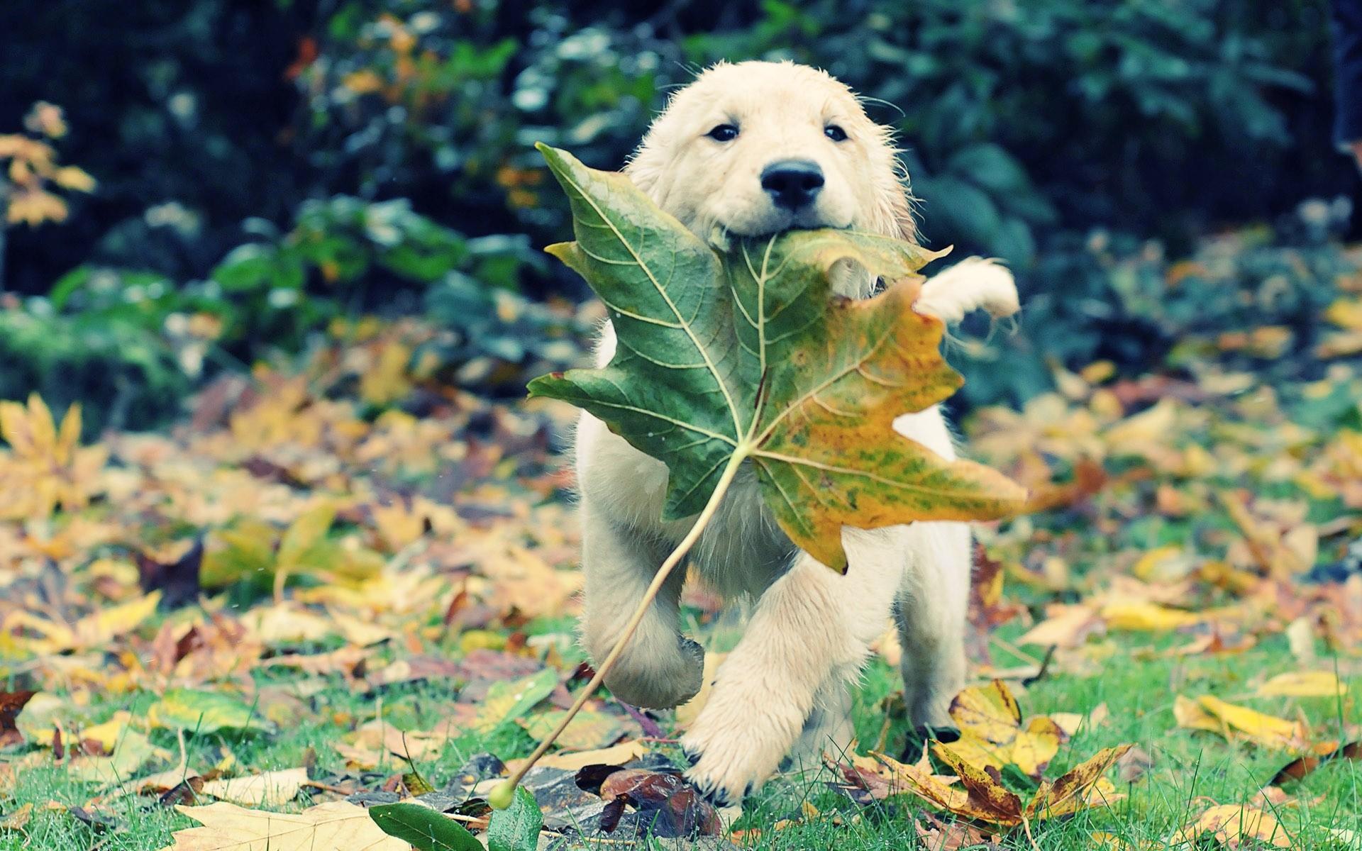 Autumn Puppy Wallpapers - Top Free Autumn Puppy Backgrounds ...