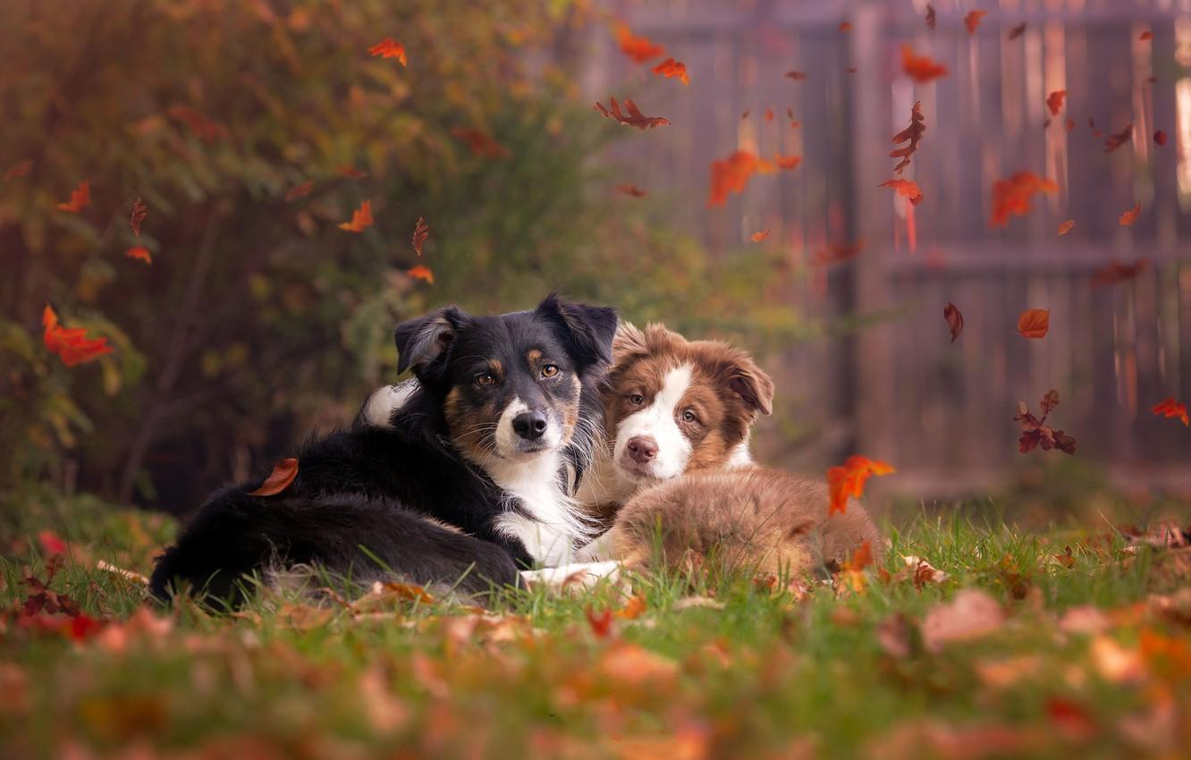 Autumn Puppy Wallpapers - Top Free Autumn Puppy Backgrounds ...