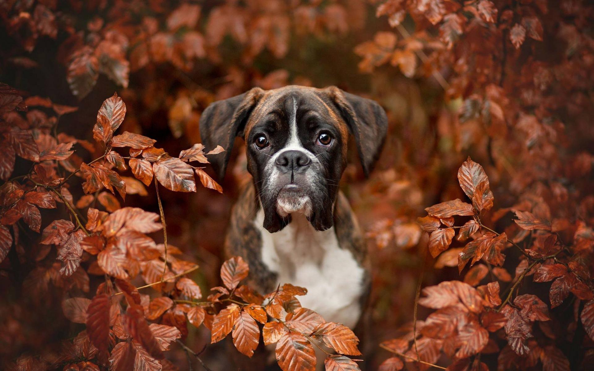 Autumn Puppy Wallpapers - Top Free Autumn Puppy Backgrounds ...