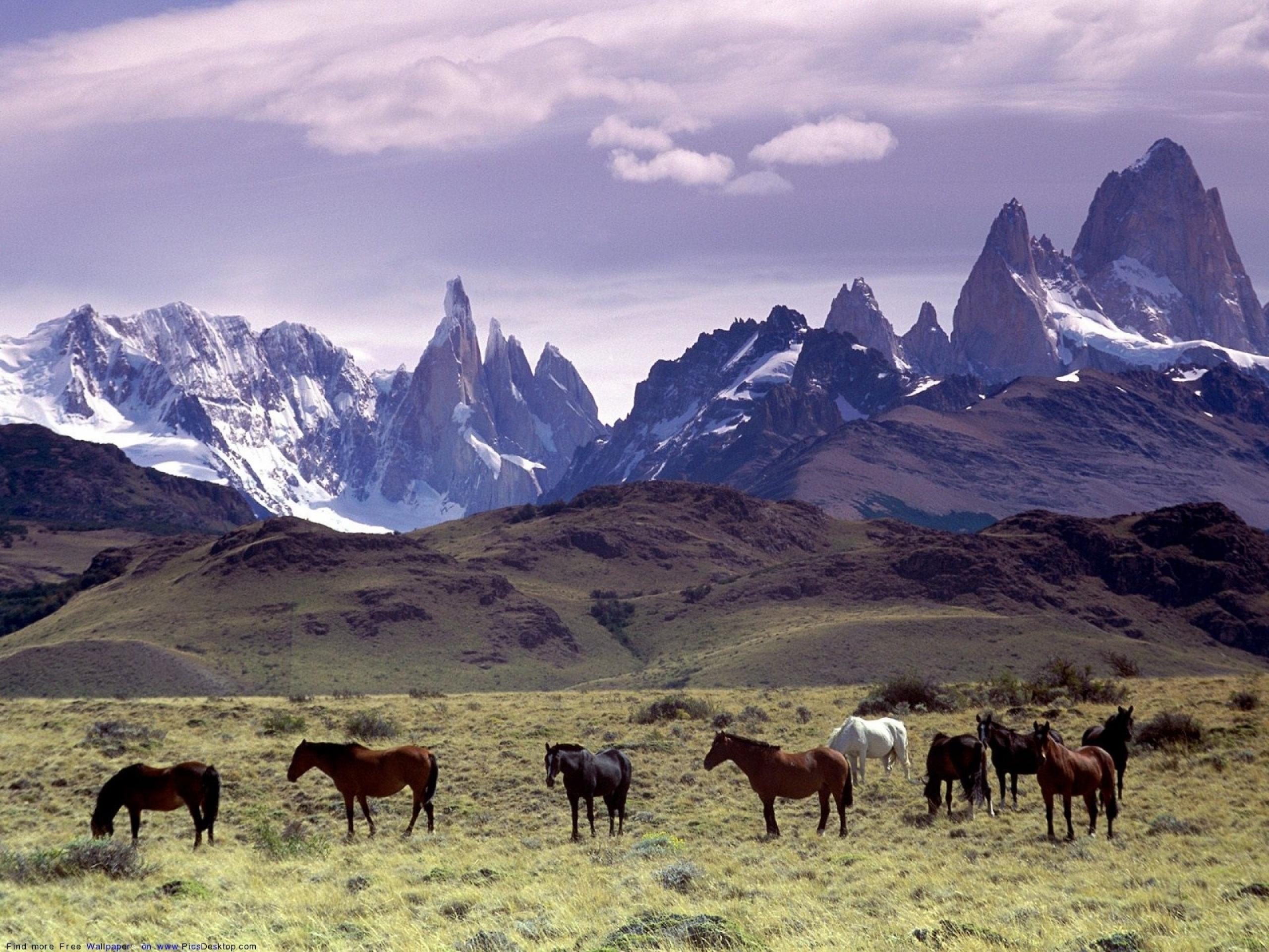 Horse Scenery Wallpapers - Top Free Horse Scenery Backgrounds ...