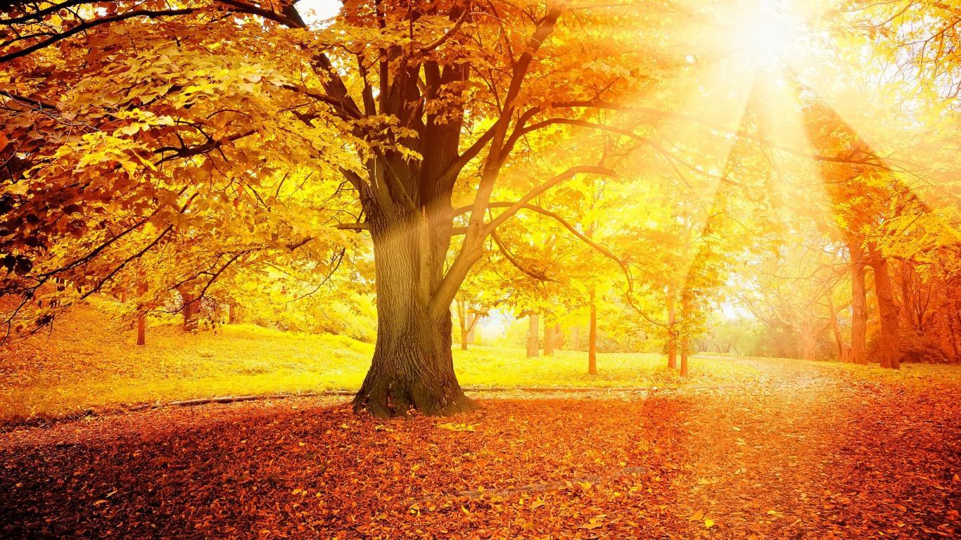 Autumn Sun Wallpapers - Top Free Autumn Sun Backgrounds - WallpaperAccess