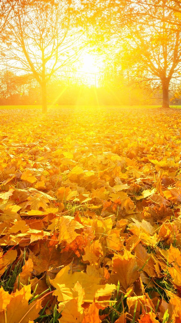 Autumn Sun Wallpapers - Top Free Autumn Sun Backgrounds - WallpaperAccess