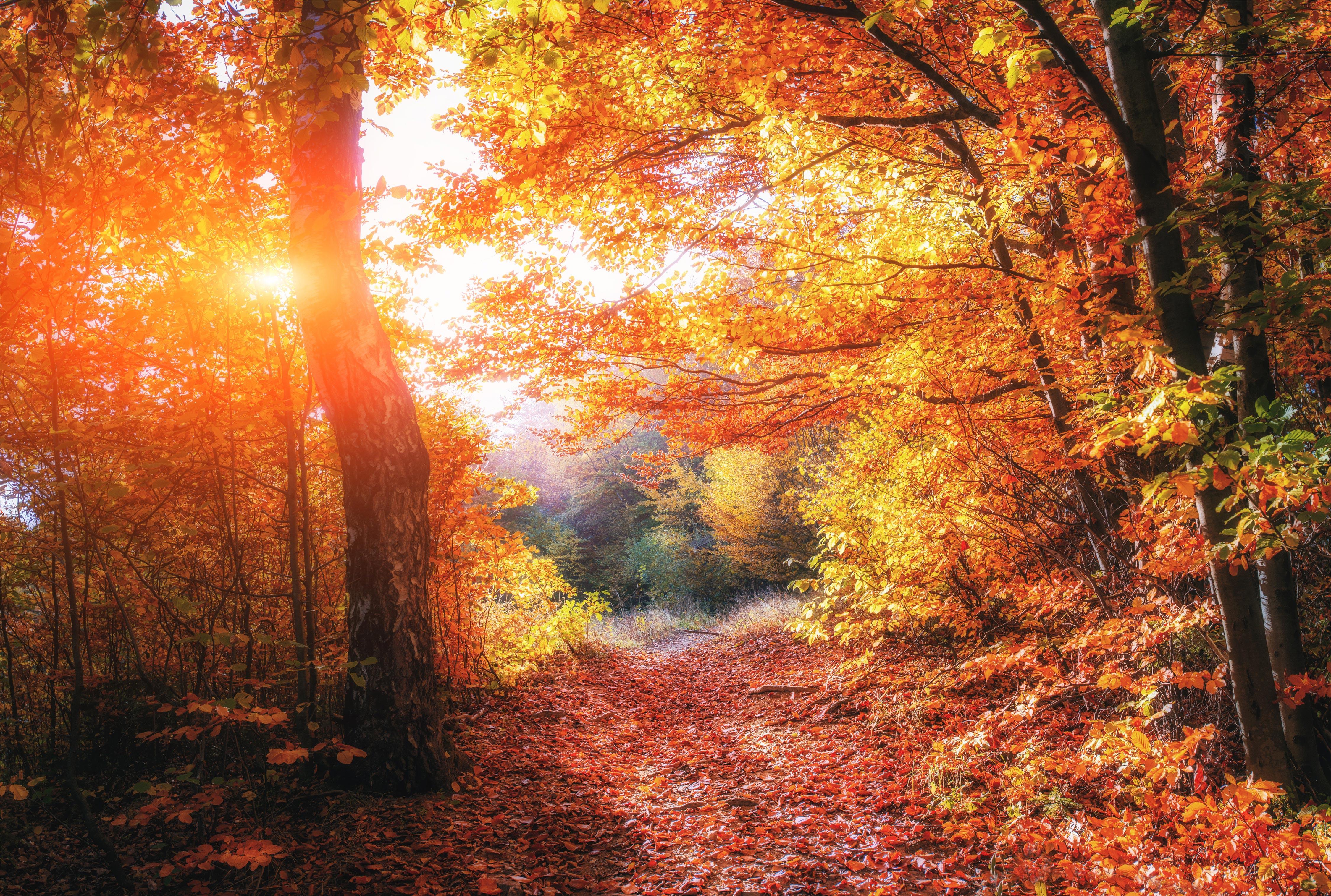 Autumn Sun Wallpapers - Top Free Autumn Sun Backgrounds - WallpaperAccess