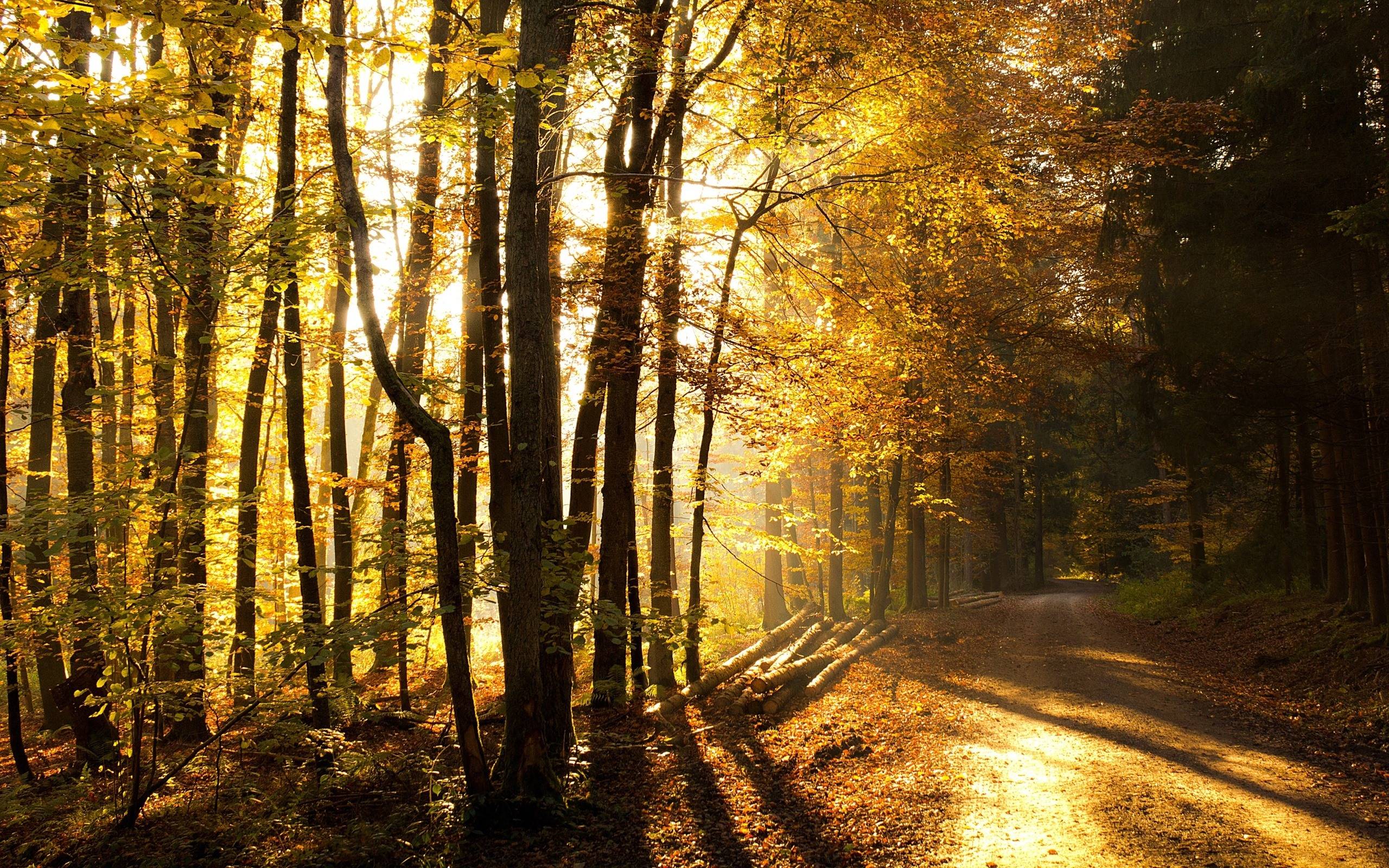 Autumn Sun Wallpapers - Top Free Autumn Sun Backgrounds - WallpaperAccess