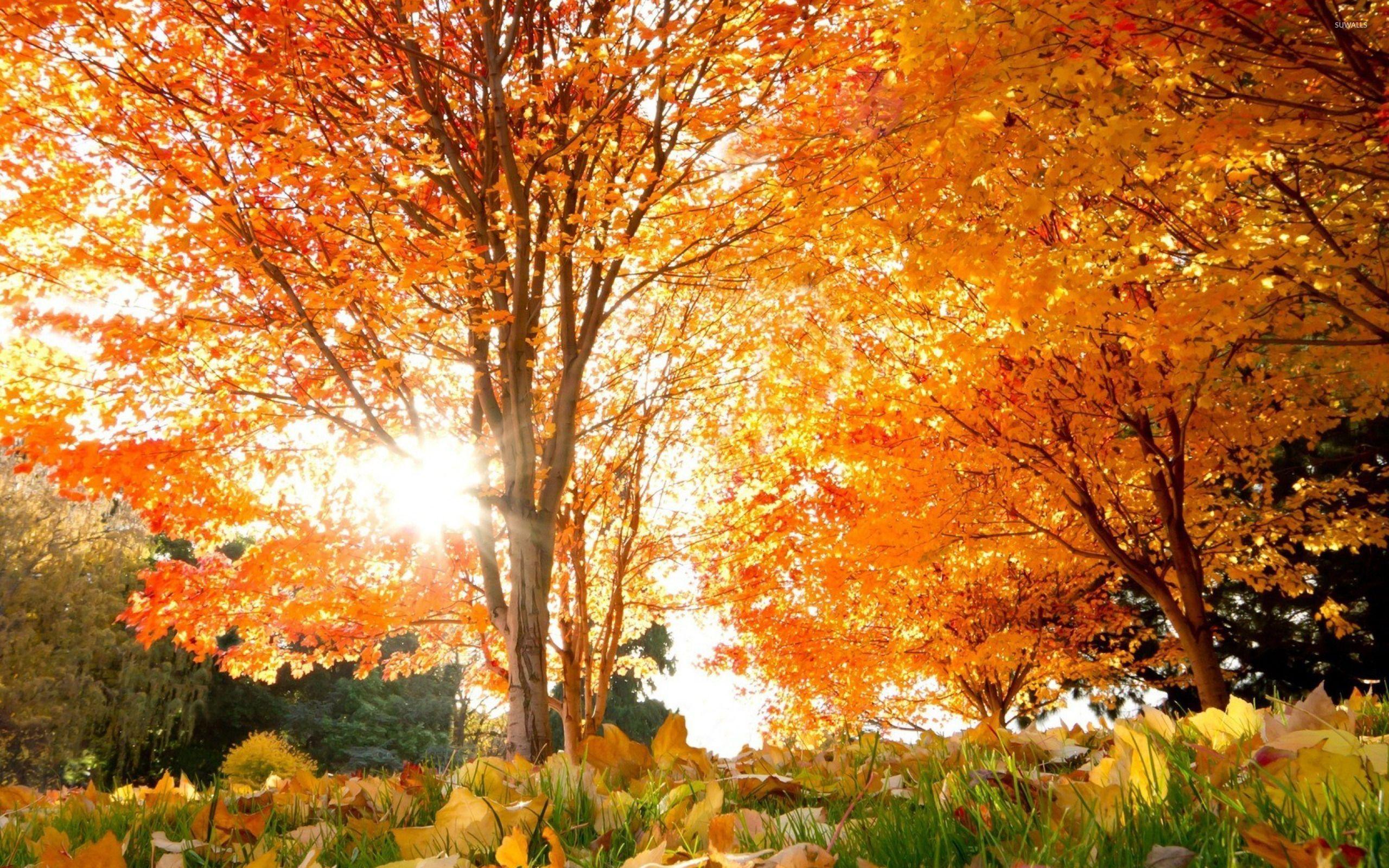 Autumn Sun Wallpapers - Top Free Autumn Sun Backgrounds - WallpaperAccess