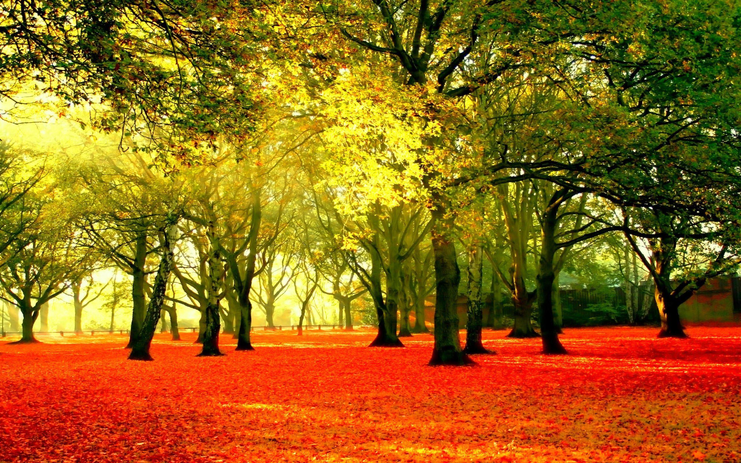 Autumn Sun Wallpapers - Top Free Autumn Sun Backgrounds - WallpaperAccess