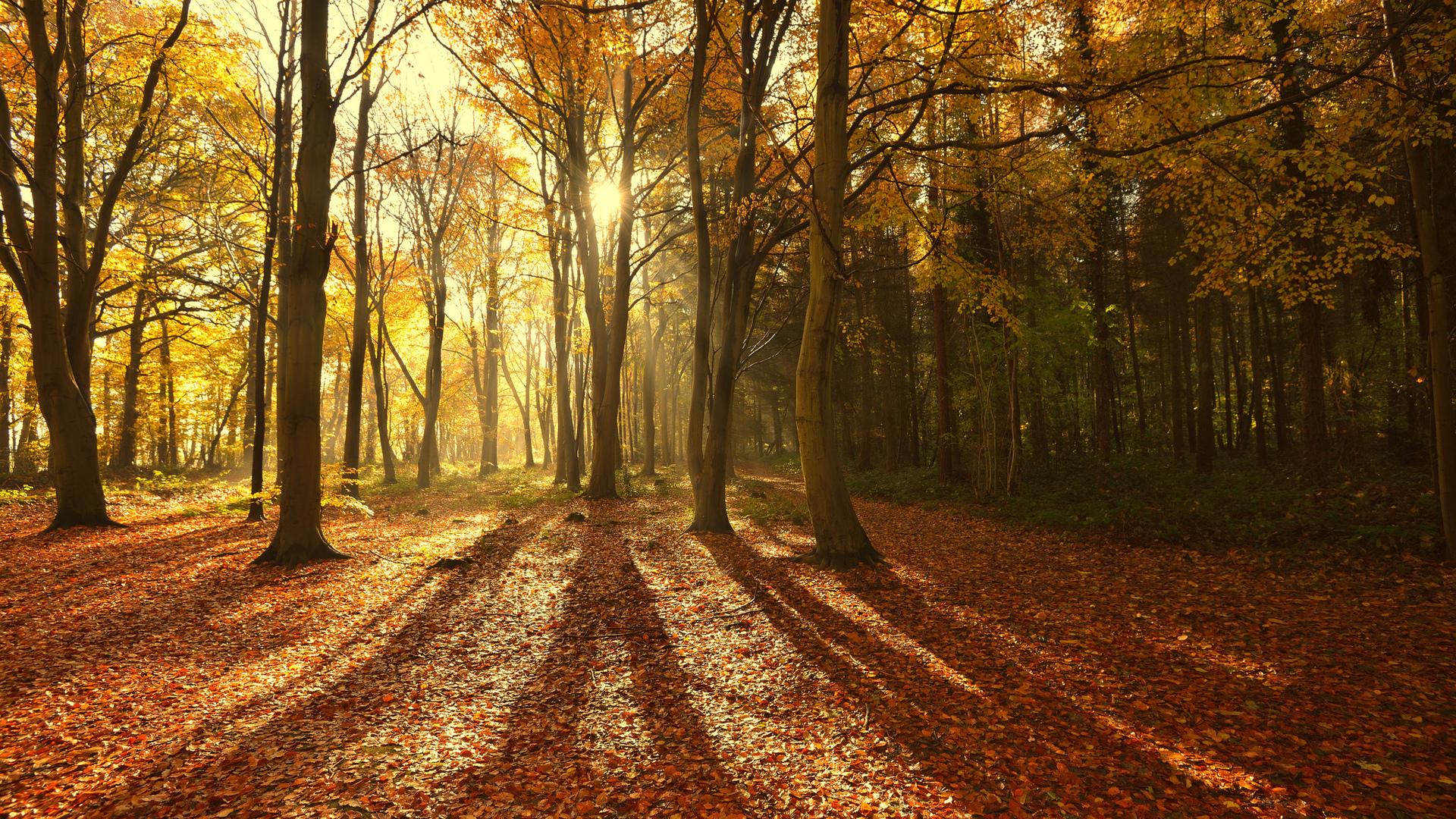 Autumn Sun Wallpapers - Top Free Autumn Sun Backgrounds - WallpaperAccess