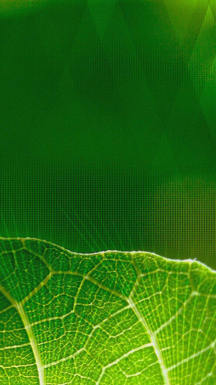 Green iPhone 6 Wallpapers - Top Free Green iPhone 6 Backgrounds ...