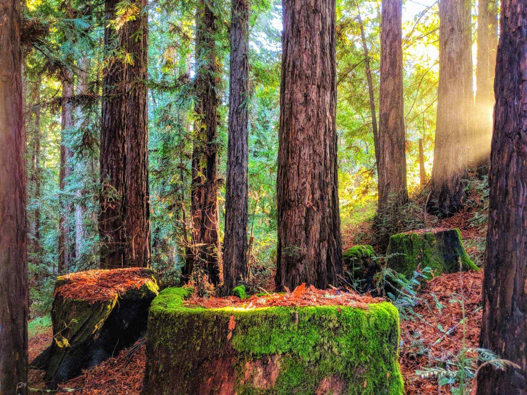 Santa Cruz Redwoods Wallpapers - Top Free Santa Cruz Redwoods ...