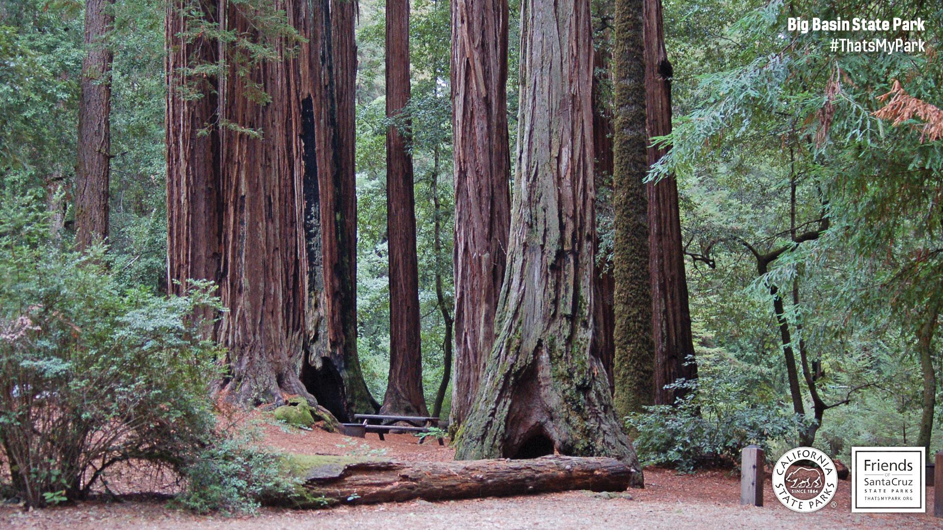 Santa Cruz Redwoods Wallpapers - Top Free Santa Cruz Redwoods ...
