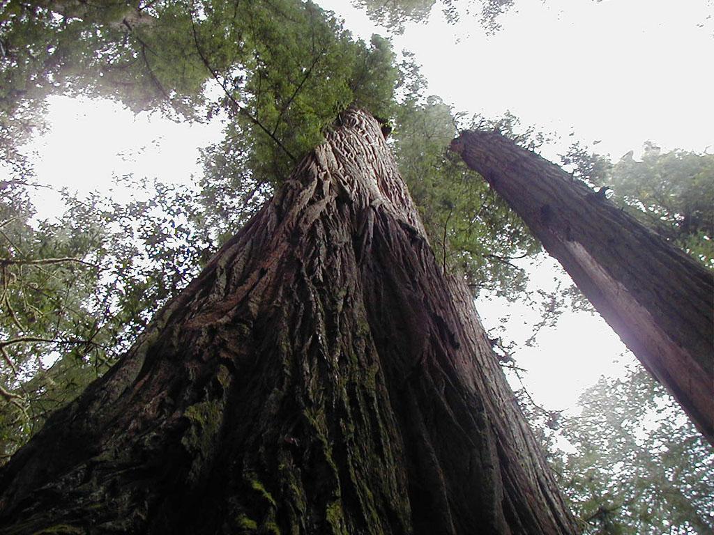 Santa Cruz Redwoods Wallpapers - Top Free Santa Cruz Redwoods ...