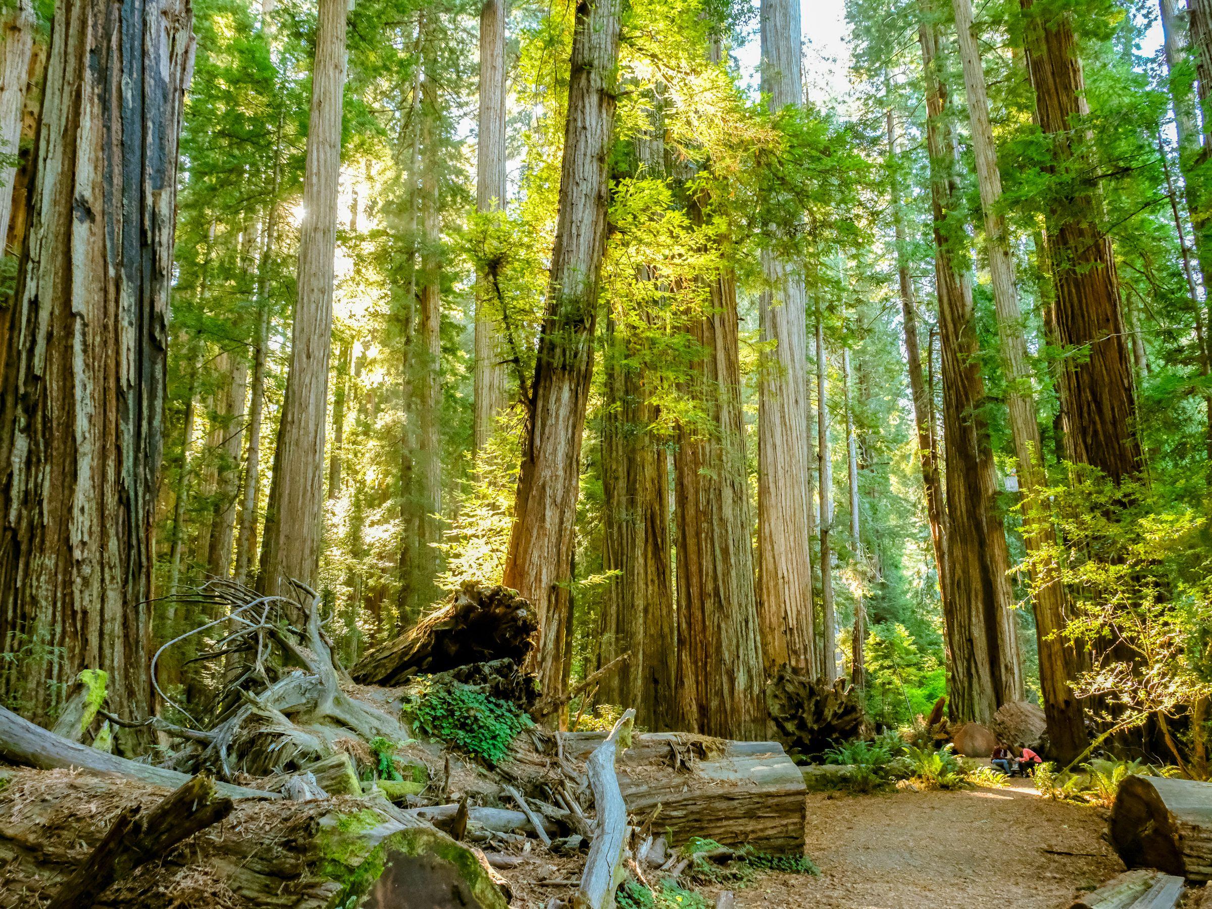 Santa Cruz Redwoods Wallpapers - Top Free Santa Cruz Redwoods ...