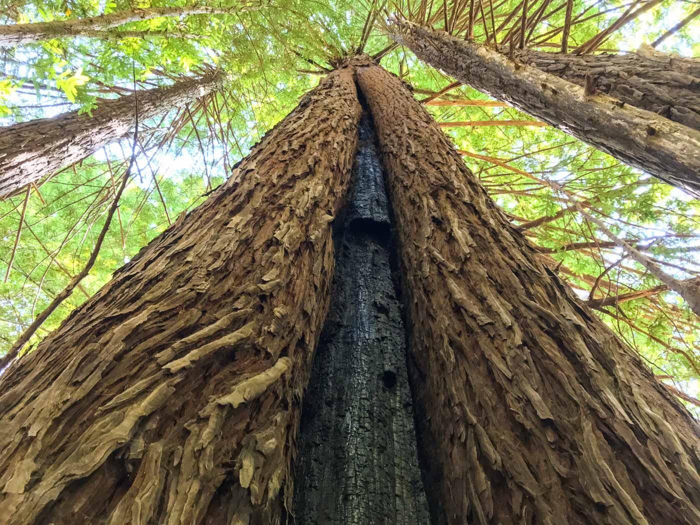 Santa Cruz Redwoods Wallpapers - Top Free Santa Cruz Redwoods ...