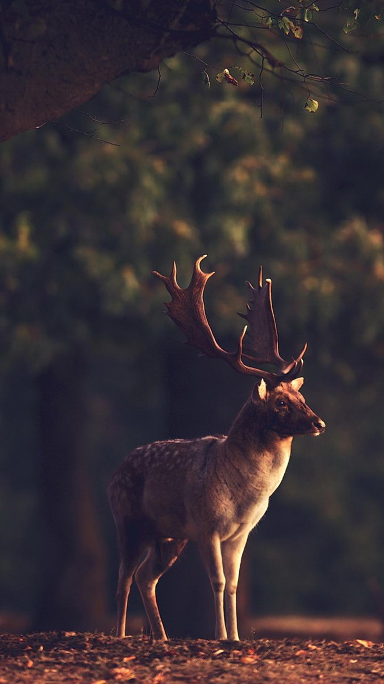 Deer Aesthetic Wallpapers - Top Free Deer Aesthetic Backgrounds ...